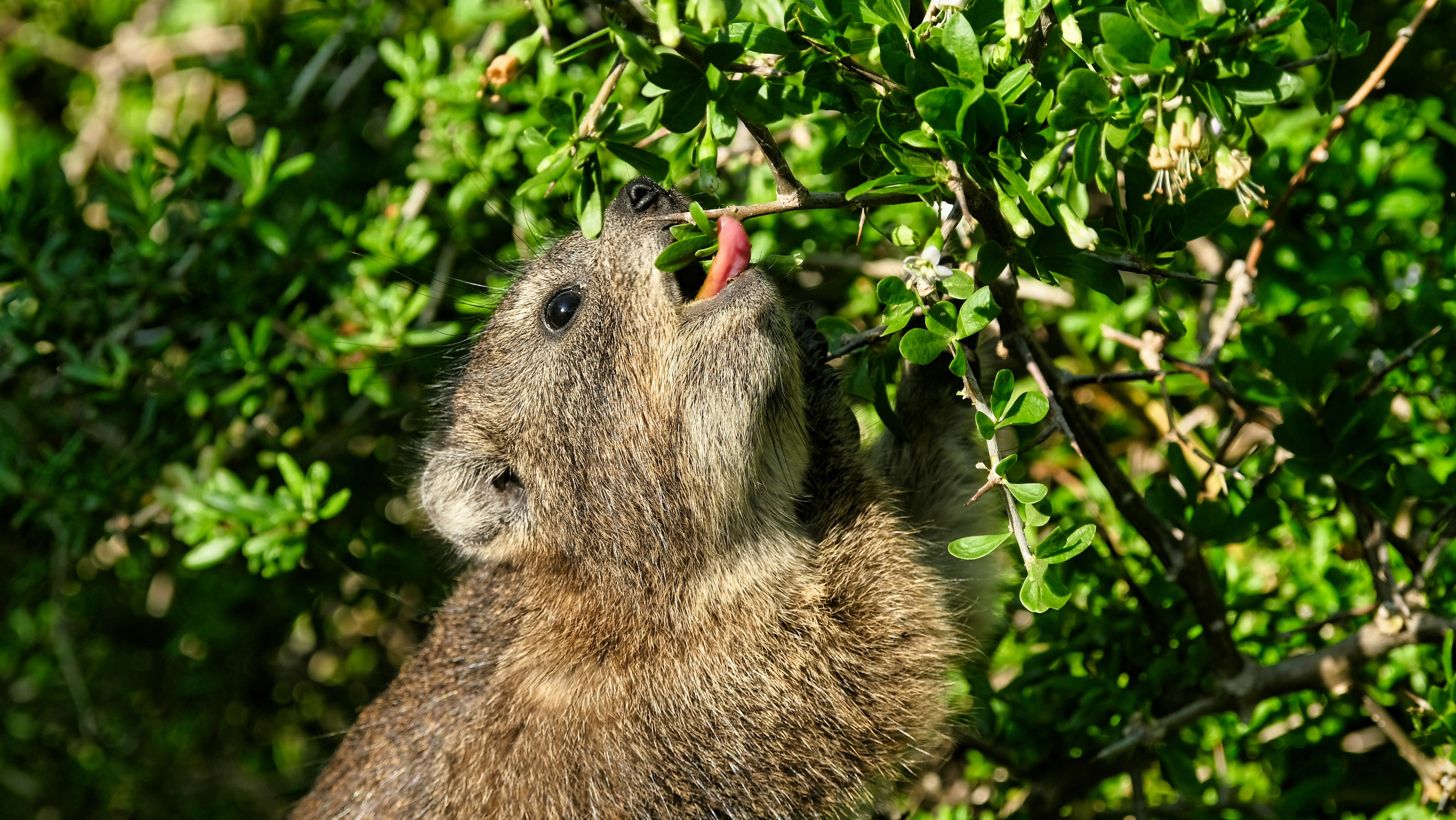 Grazing Beak: A Capy Bearer in Green Canopy
