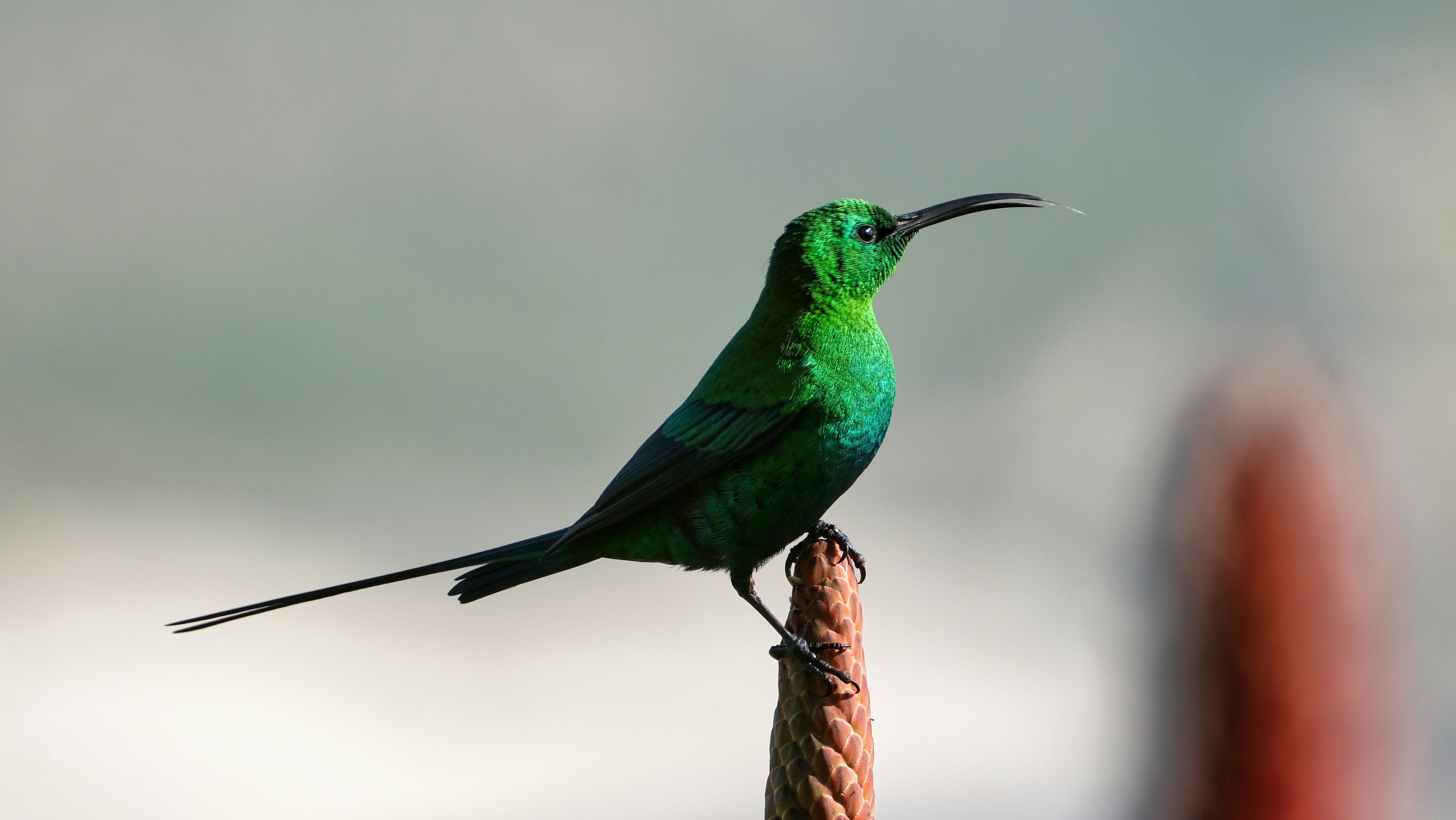 Emerald Beak on a Rusty Post