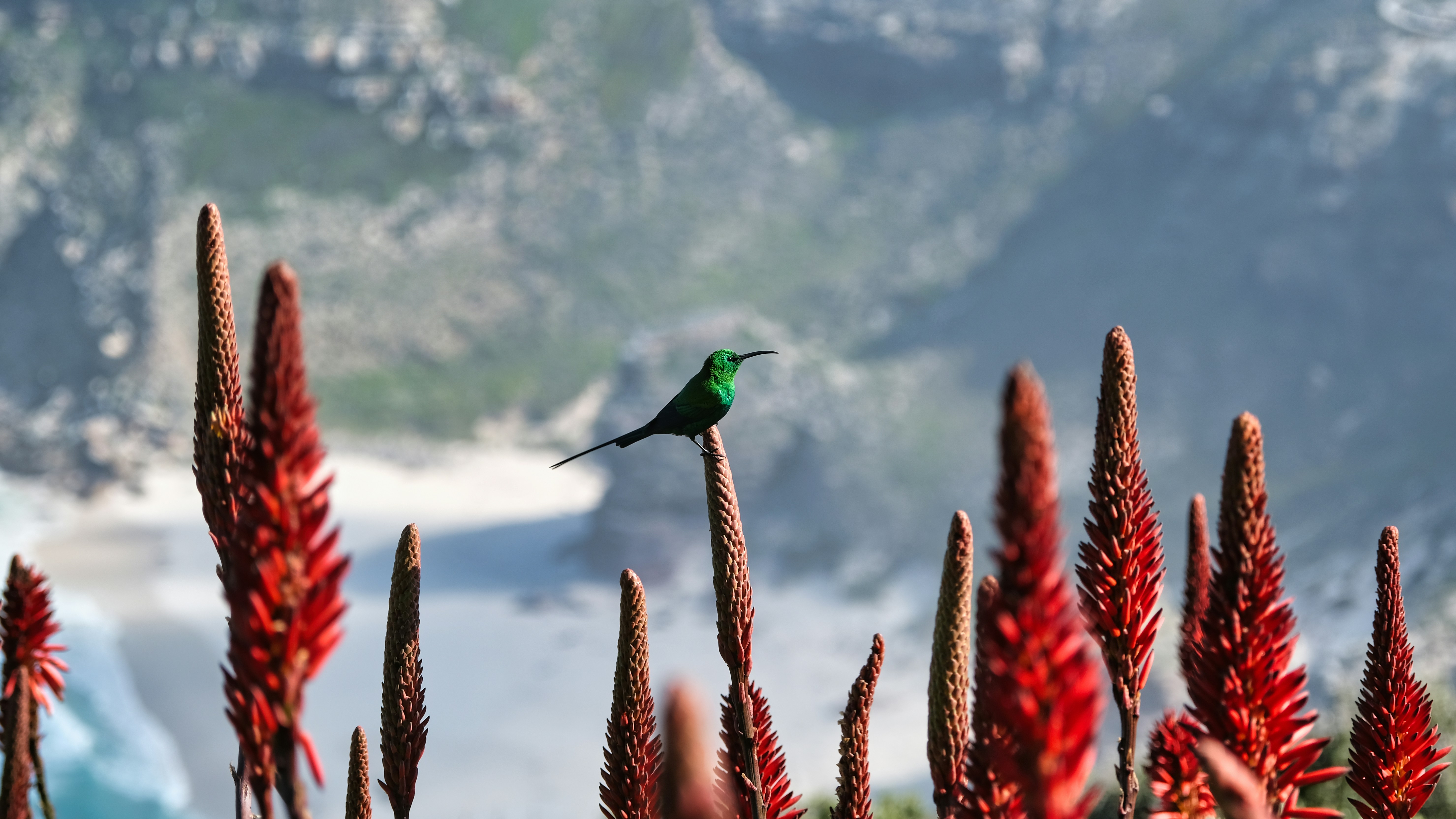 Green Hummingbird Adorning Red Torch Flowers