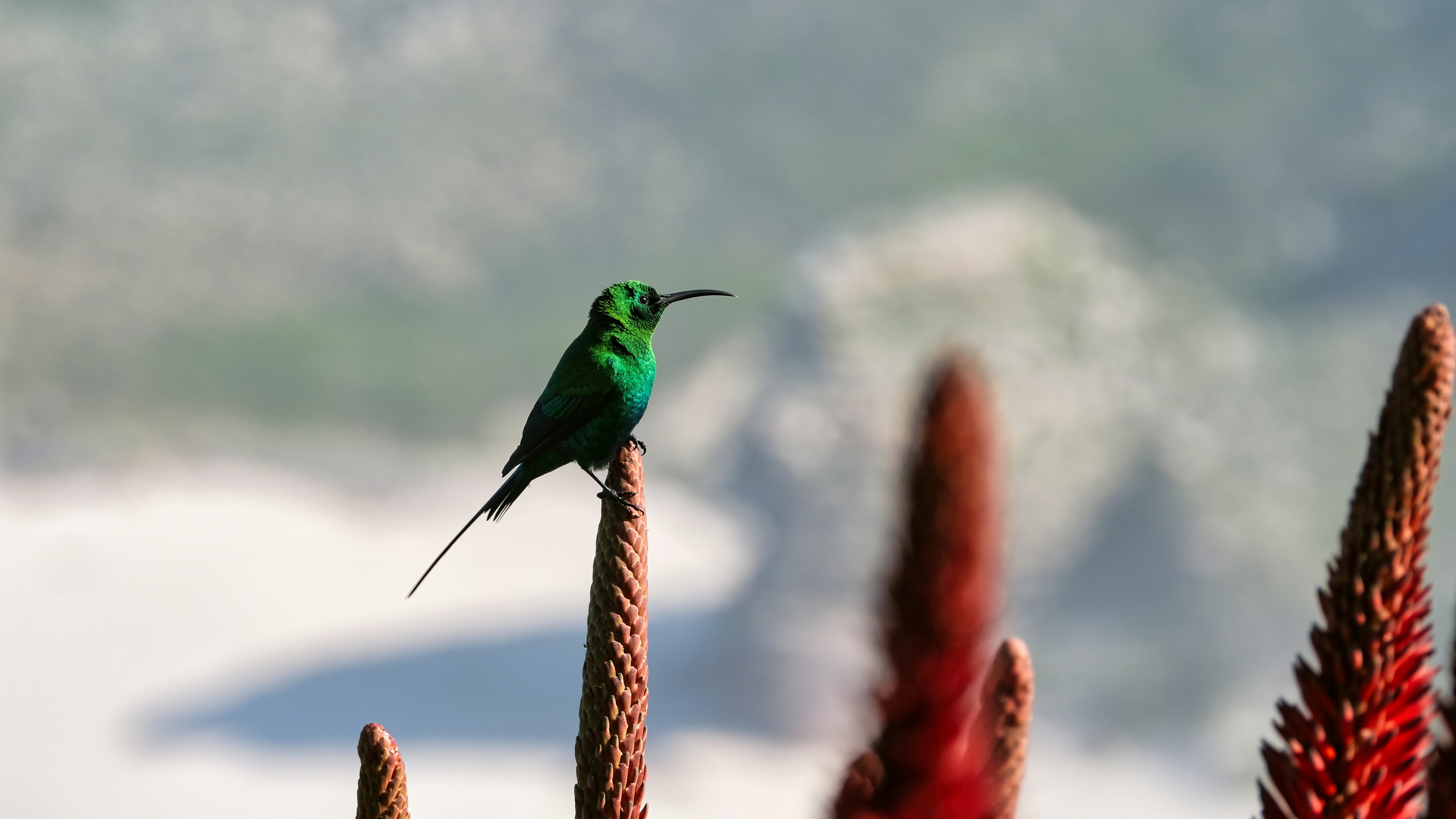 Emerald Hummingbird Perched Against Blurred Canyon