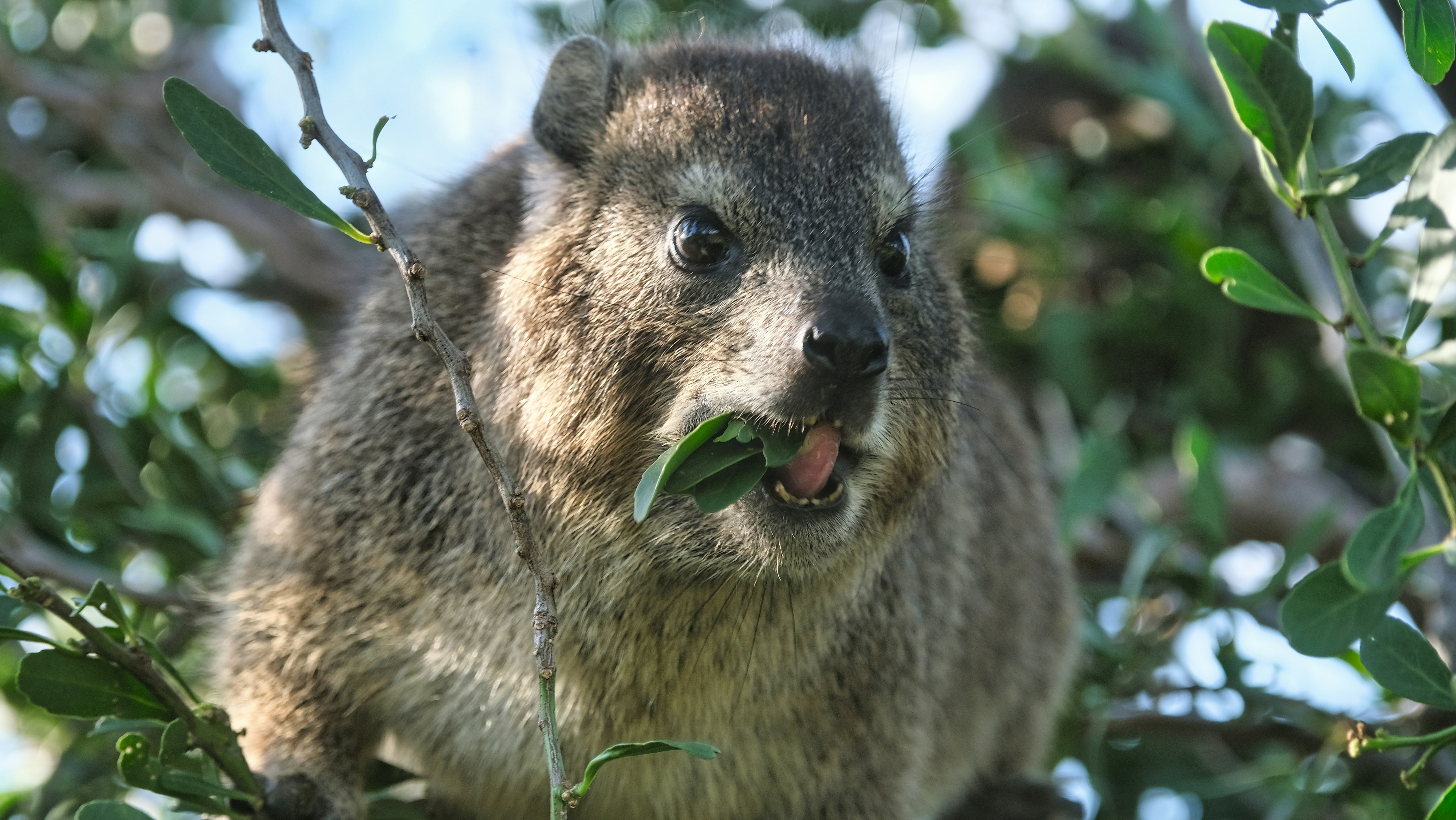 Curious Quokka Chews on a Green Snack Amid Sunny Foliage