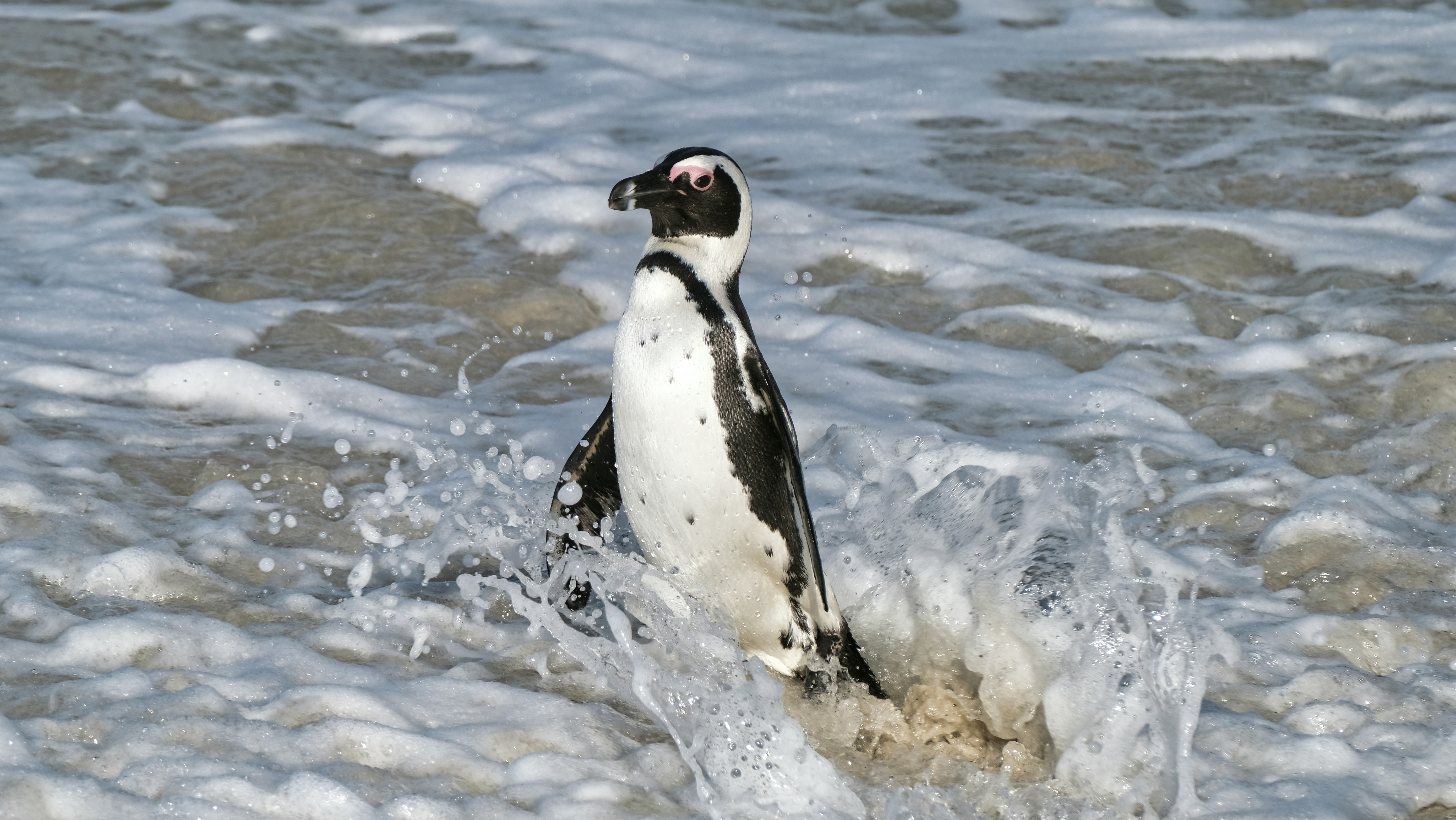 Rising from the Surge: A lone penguin faces the spray