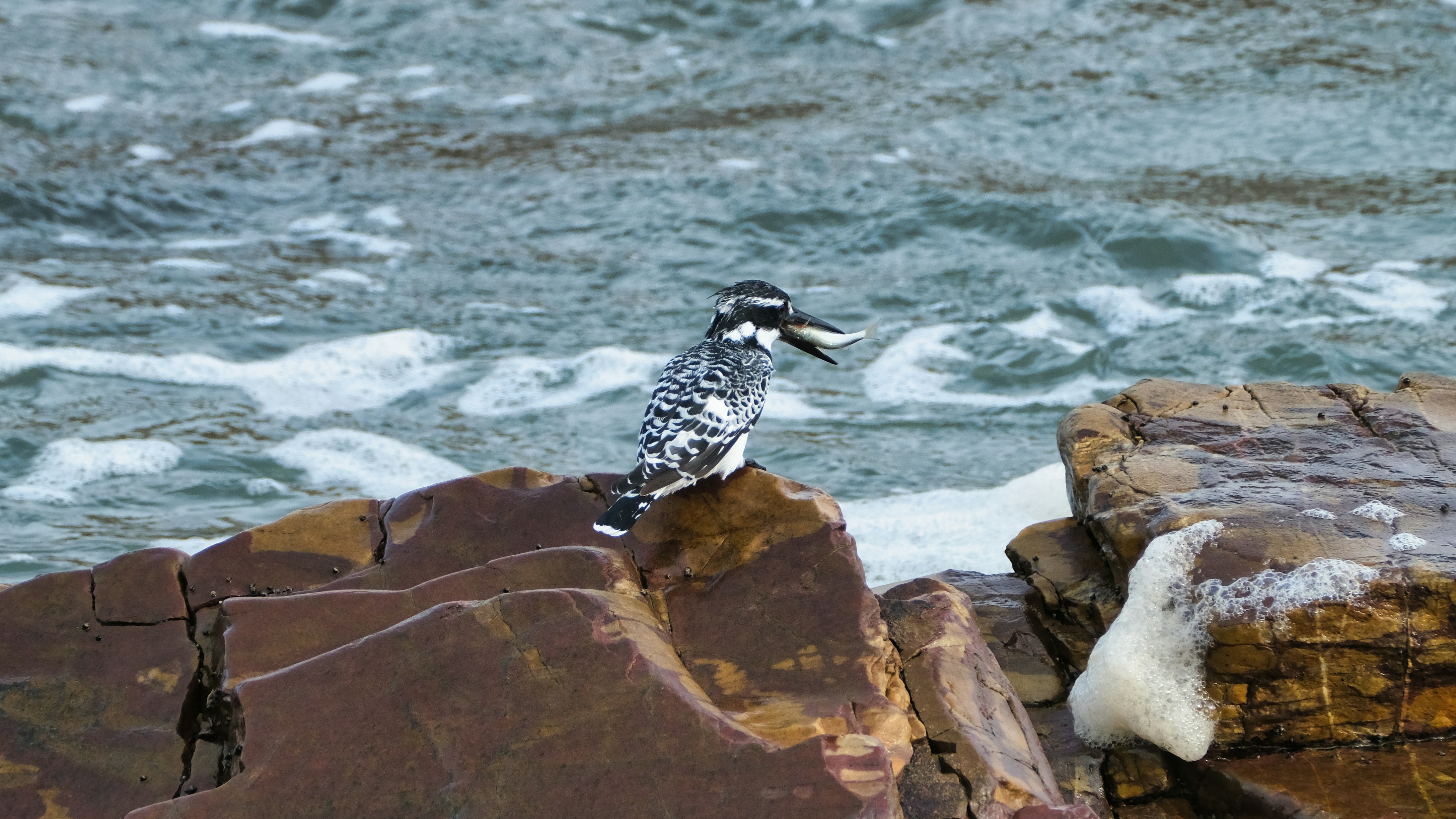 Kingfisher Perched on Weathered Rock by a Tidal Ripple