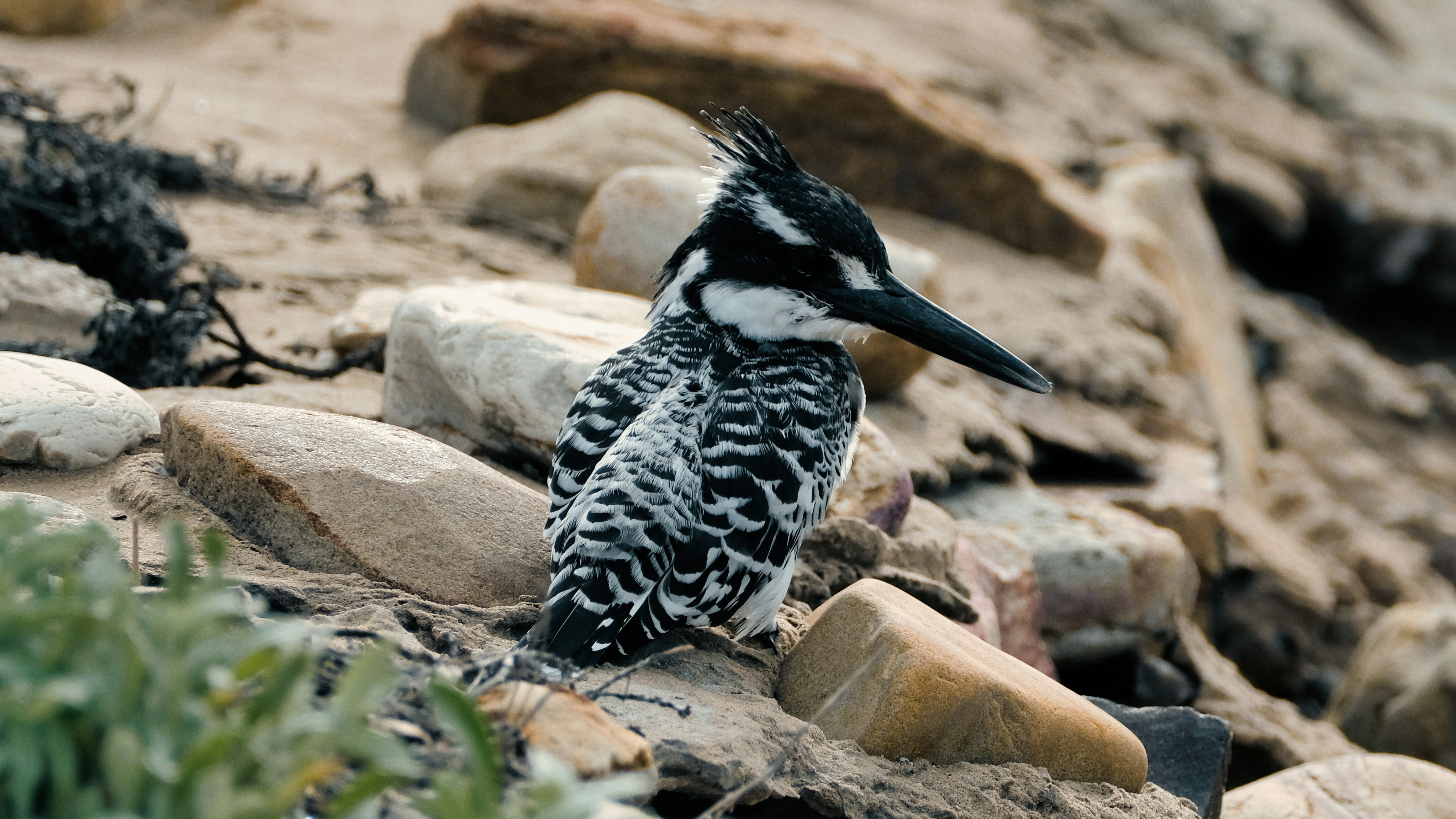 Stony Shore Watcher: A Pied Kingfisher on the Edge of the Tide