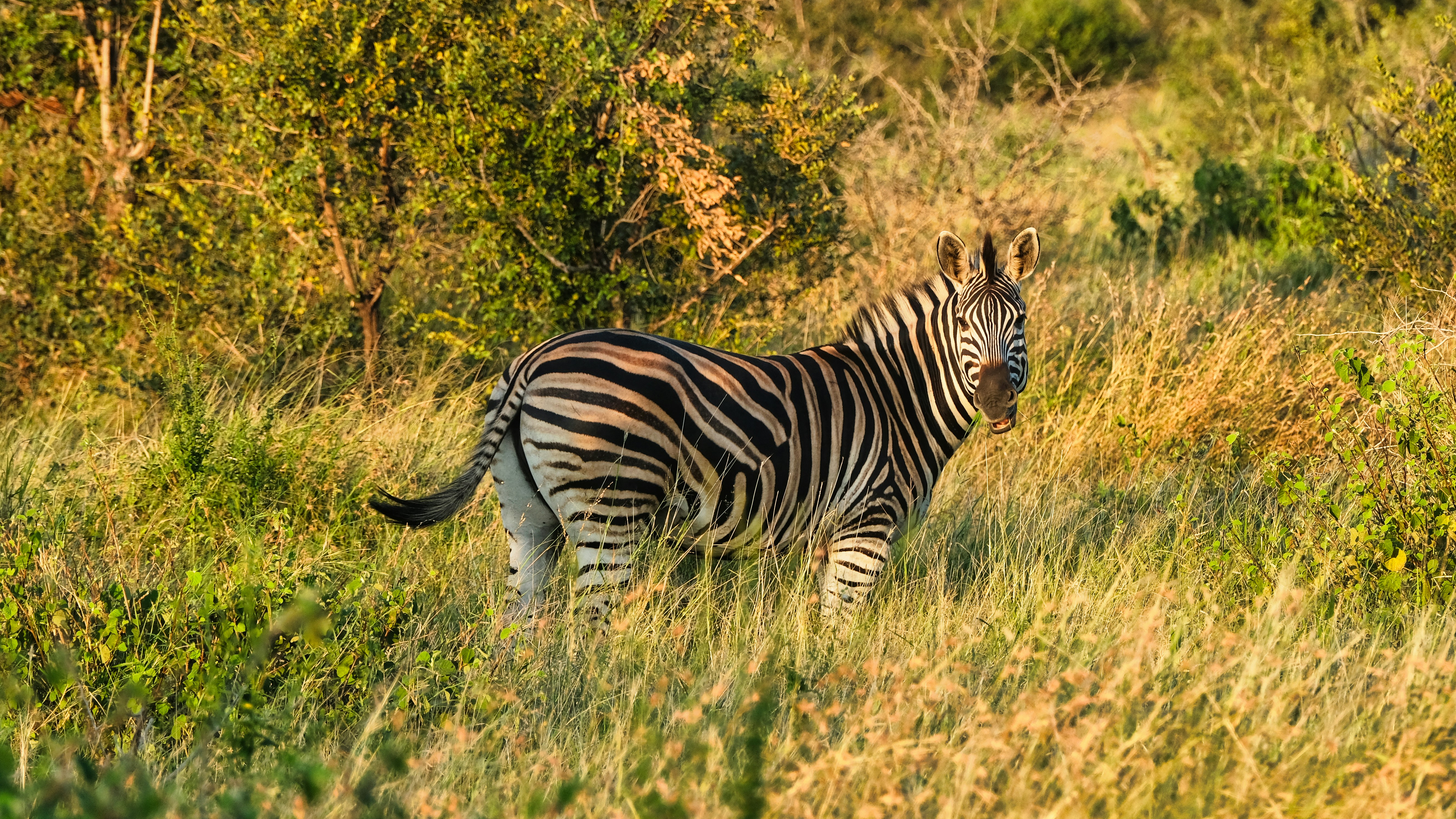 Zebra in Sunlit Grassland: A Quiet Stroll Through the Plains