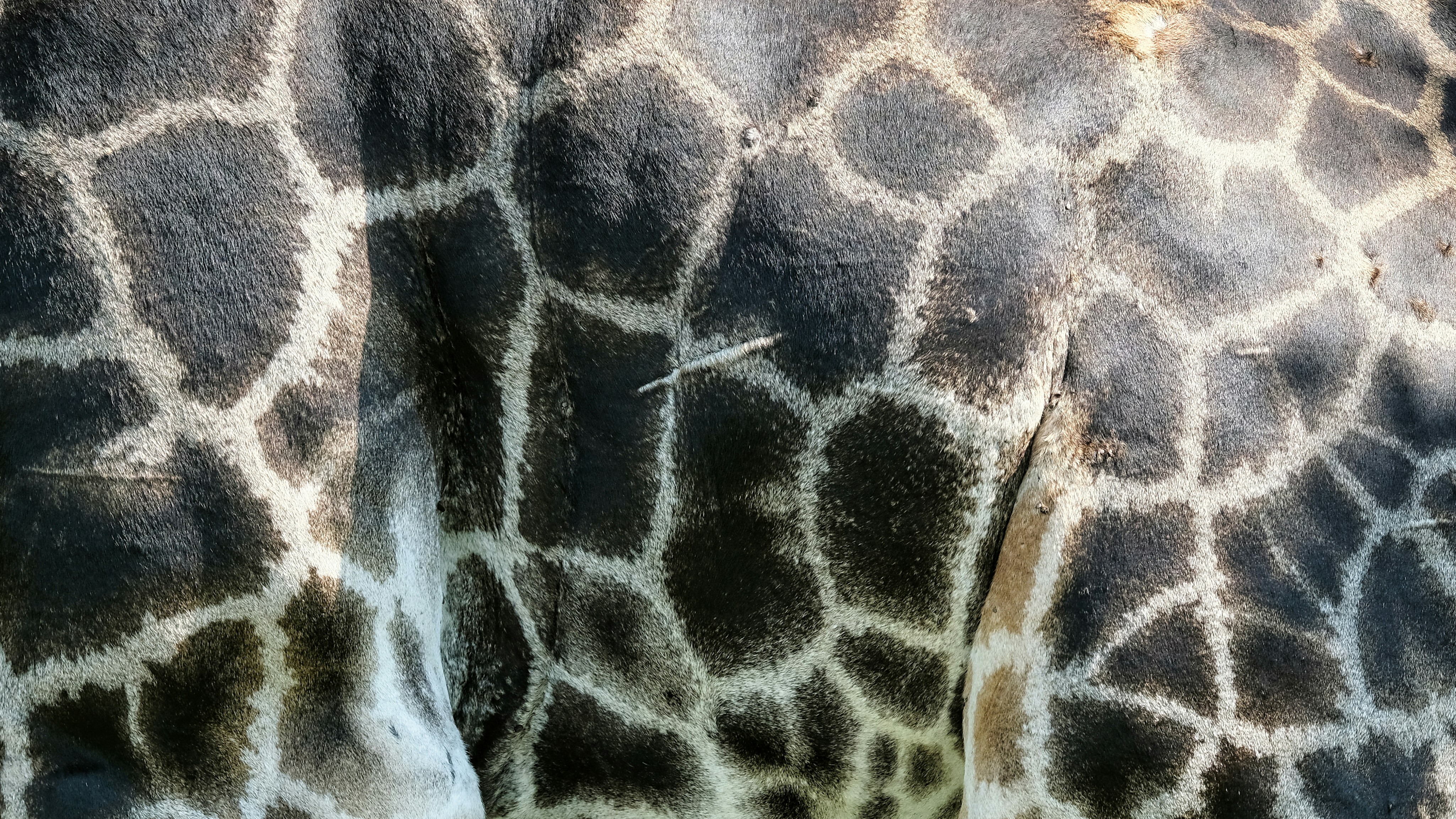 Giraffe Pattern Mosaic: a Close-Up of Nature's Net