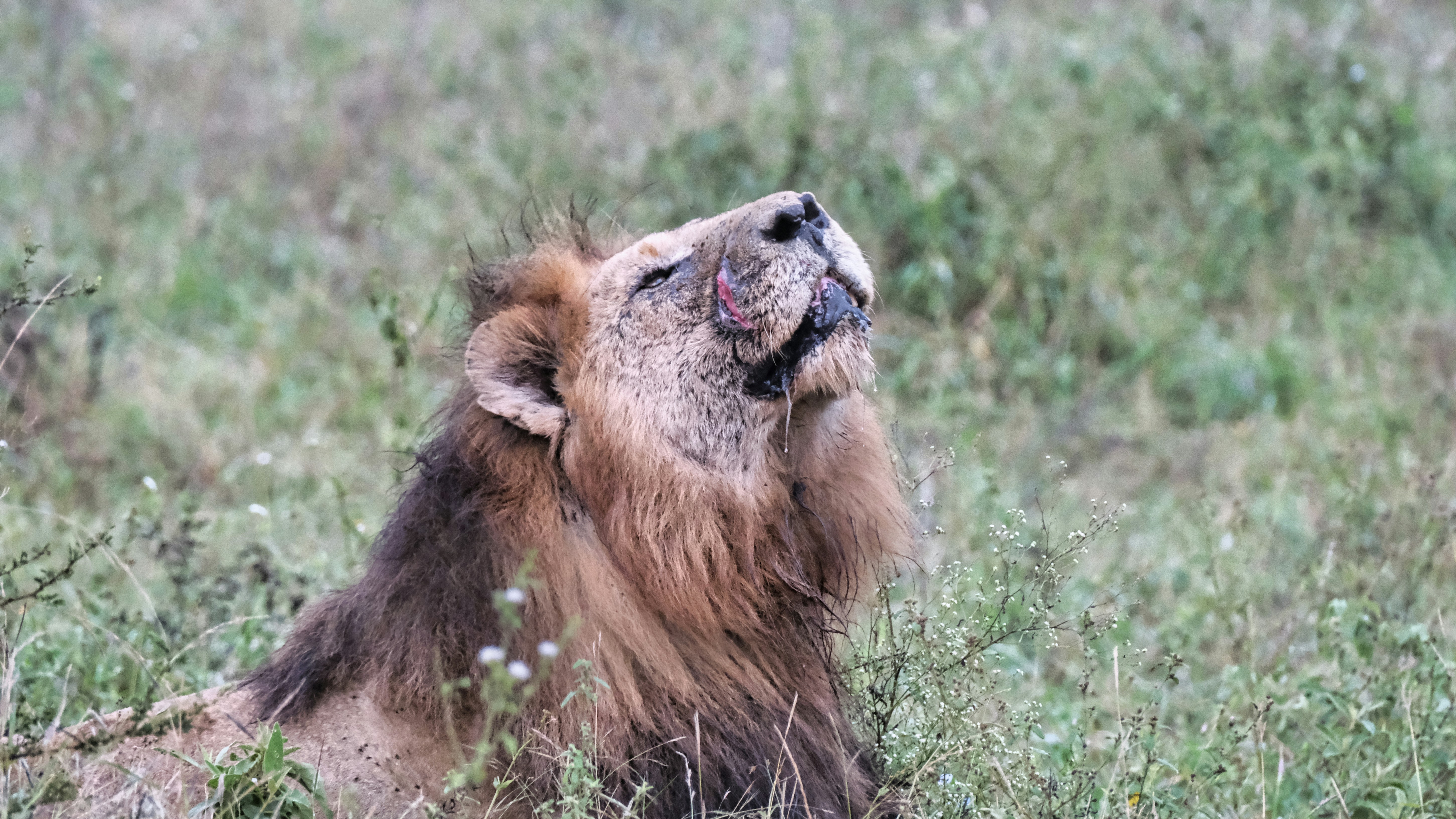 Majestic Yield: A Regal Lion Pausing in Golden Grass