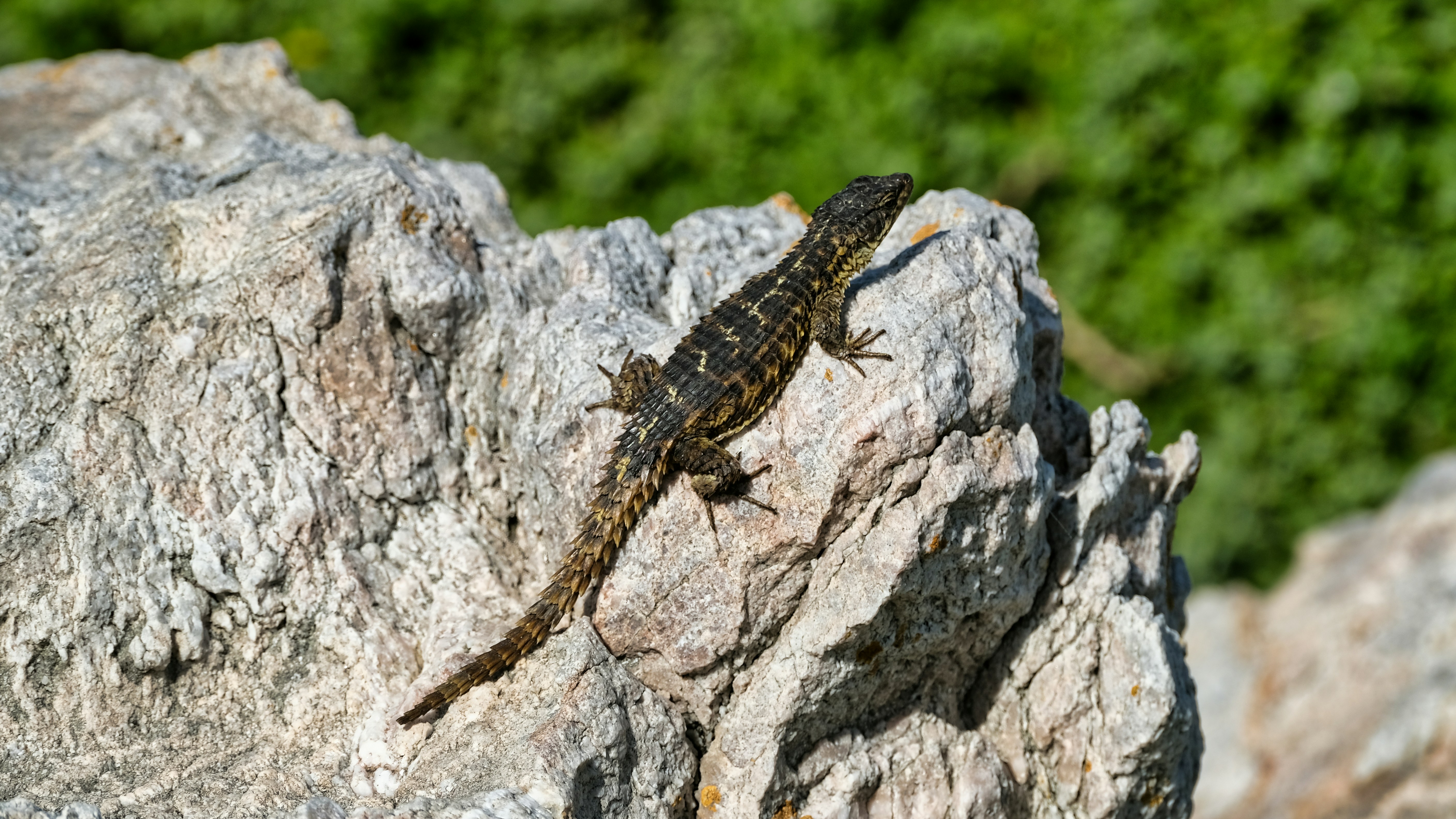 Granite Explorer: A Sunlit Lizard Clinging to a Weathered Cliff