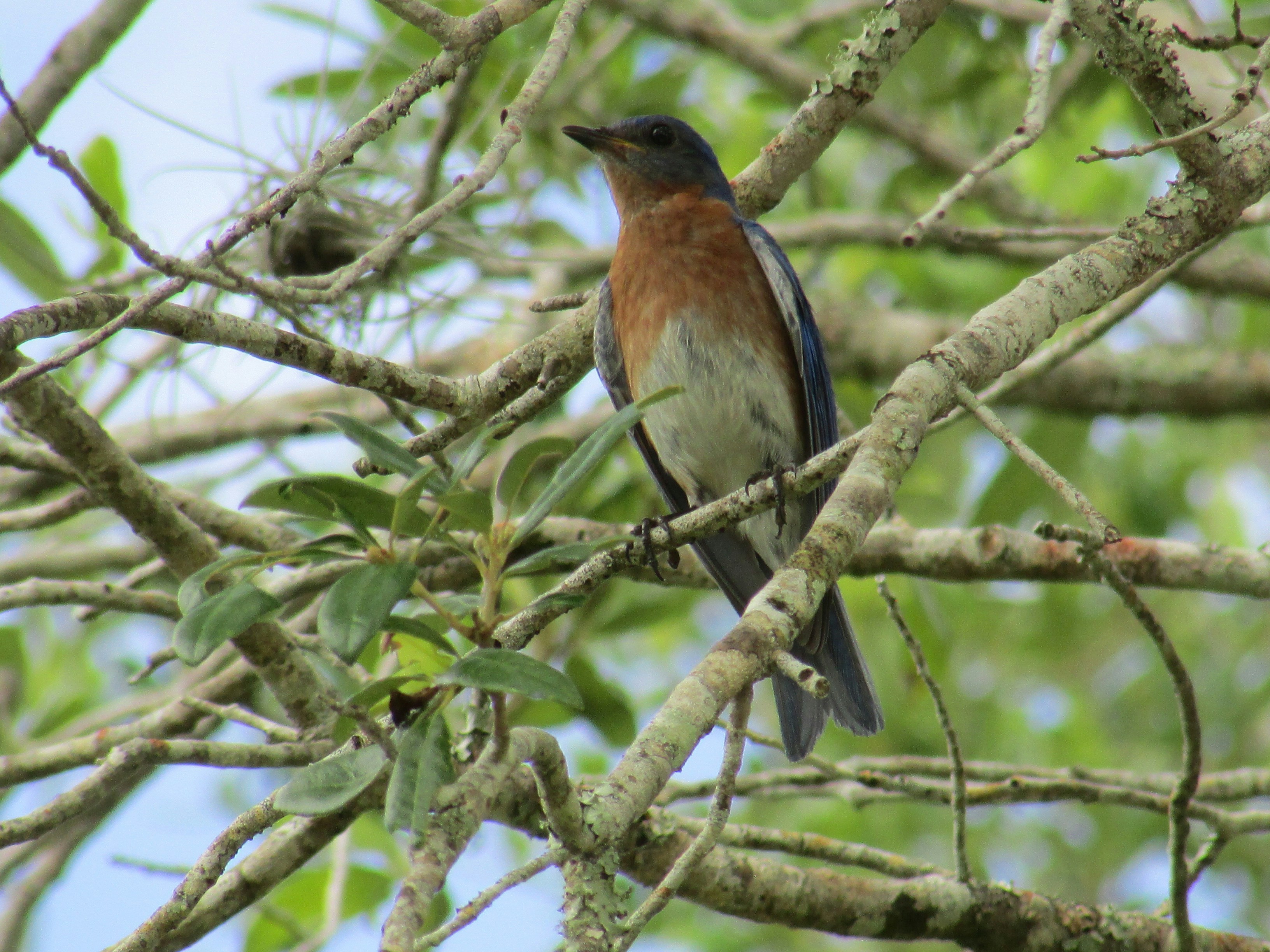 Rusty-breasted Thrush perches amid mossy branches