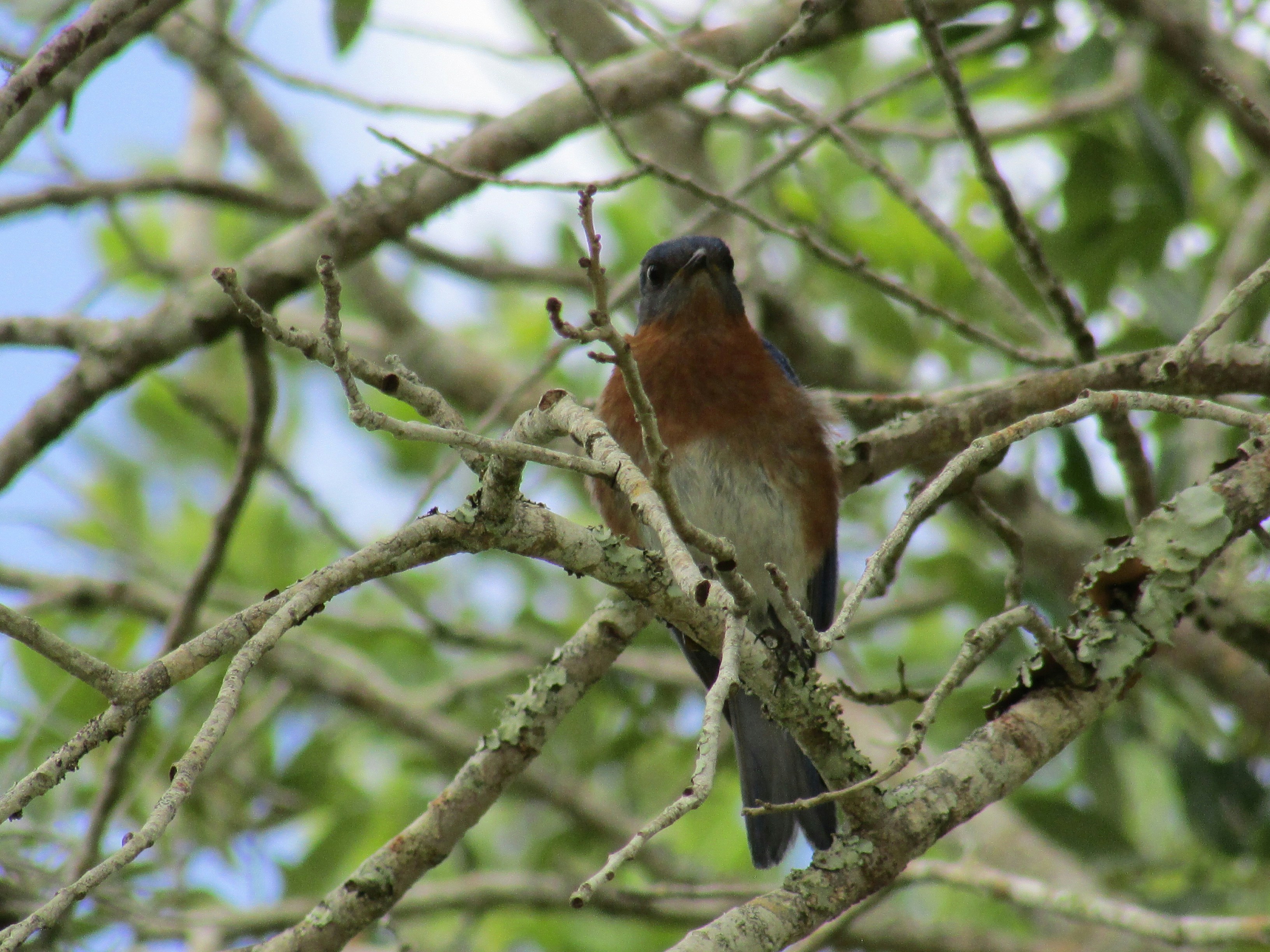 Rufous-bellied Singerr perched in dappled canopy