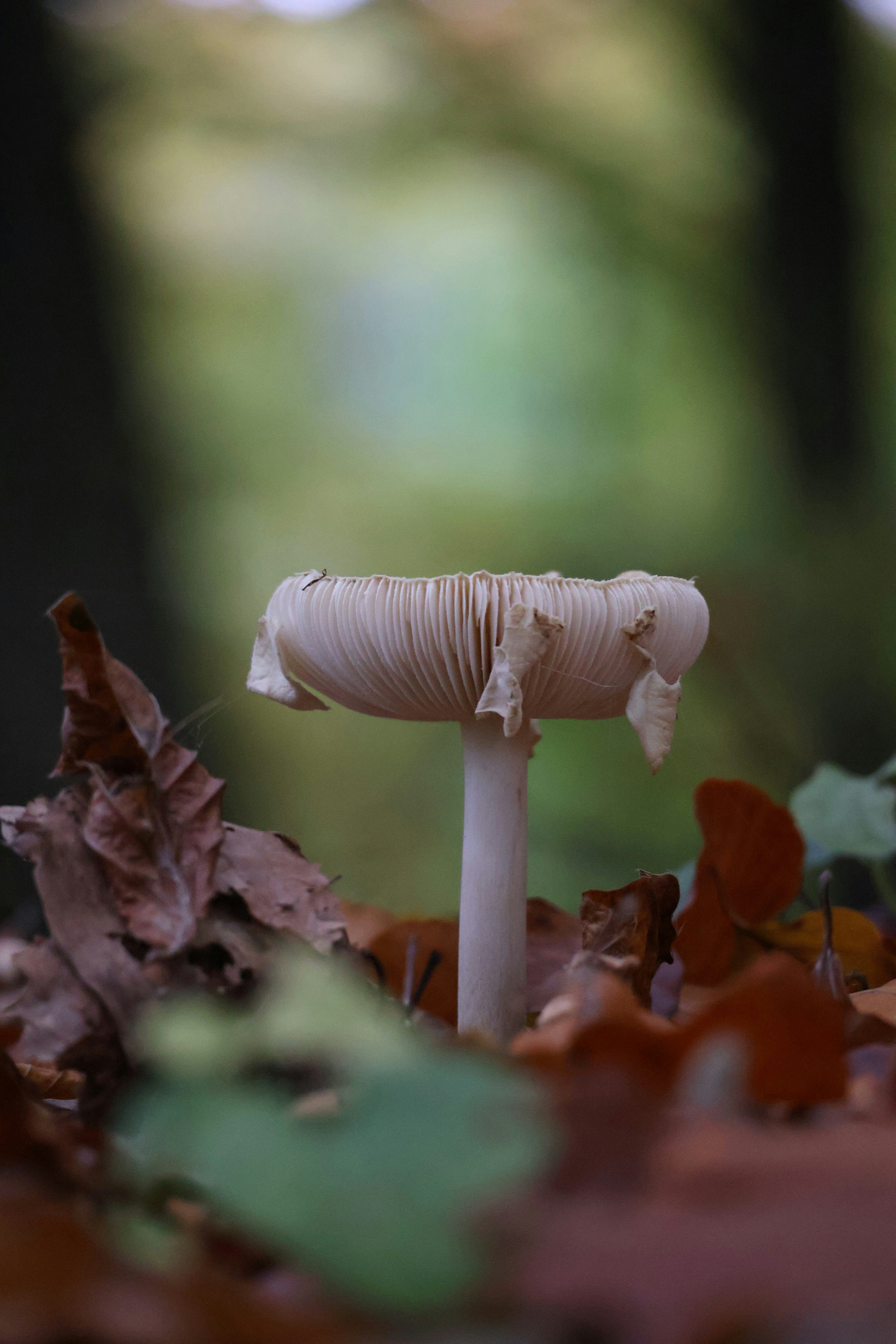 Mushroom Beacon in a Quiet Forest Floor