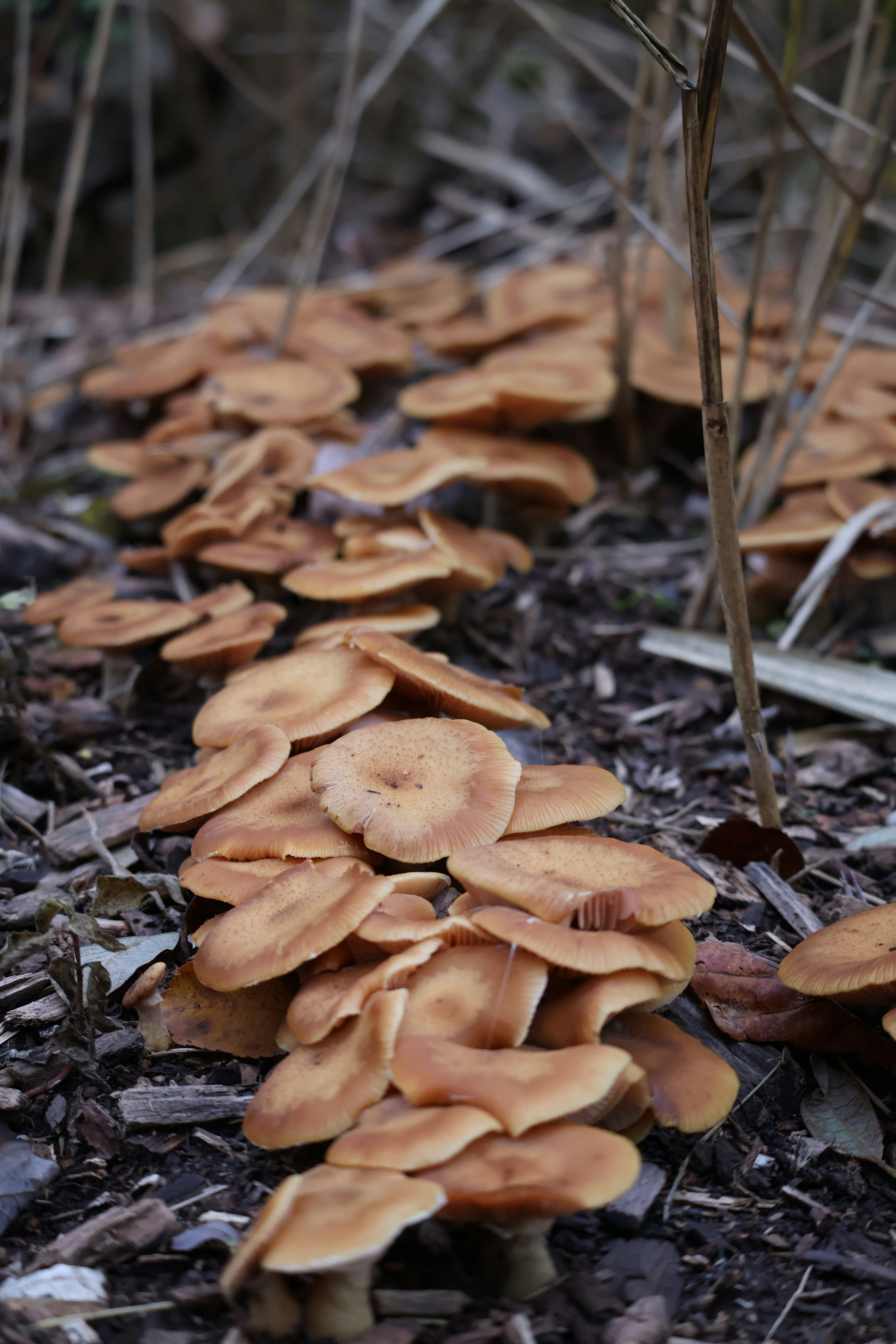 Low Forest Carpet: Golden Mushrooms Line a Leafy Path