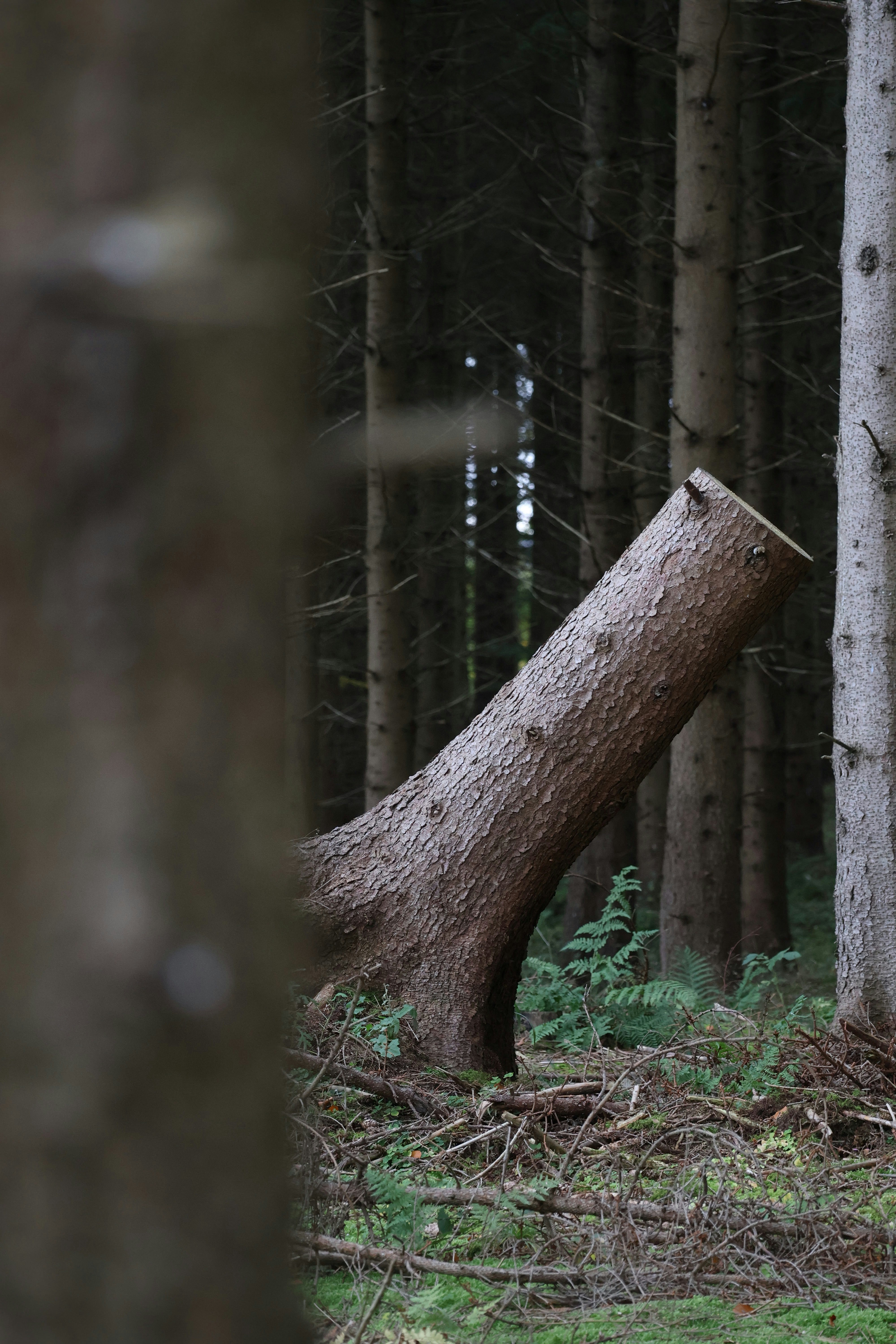 Fallen Frame in the Pine Corridor
