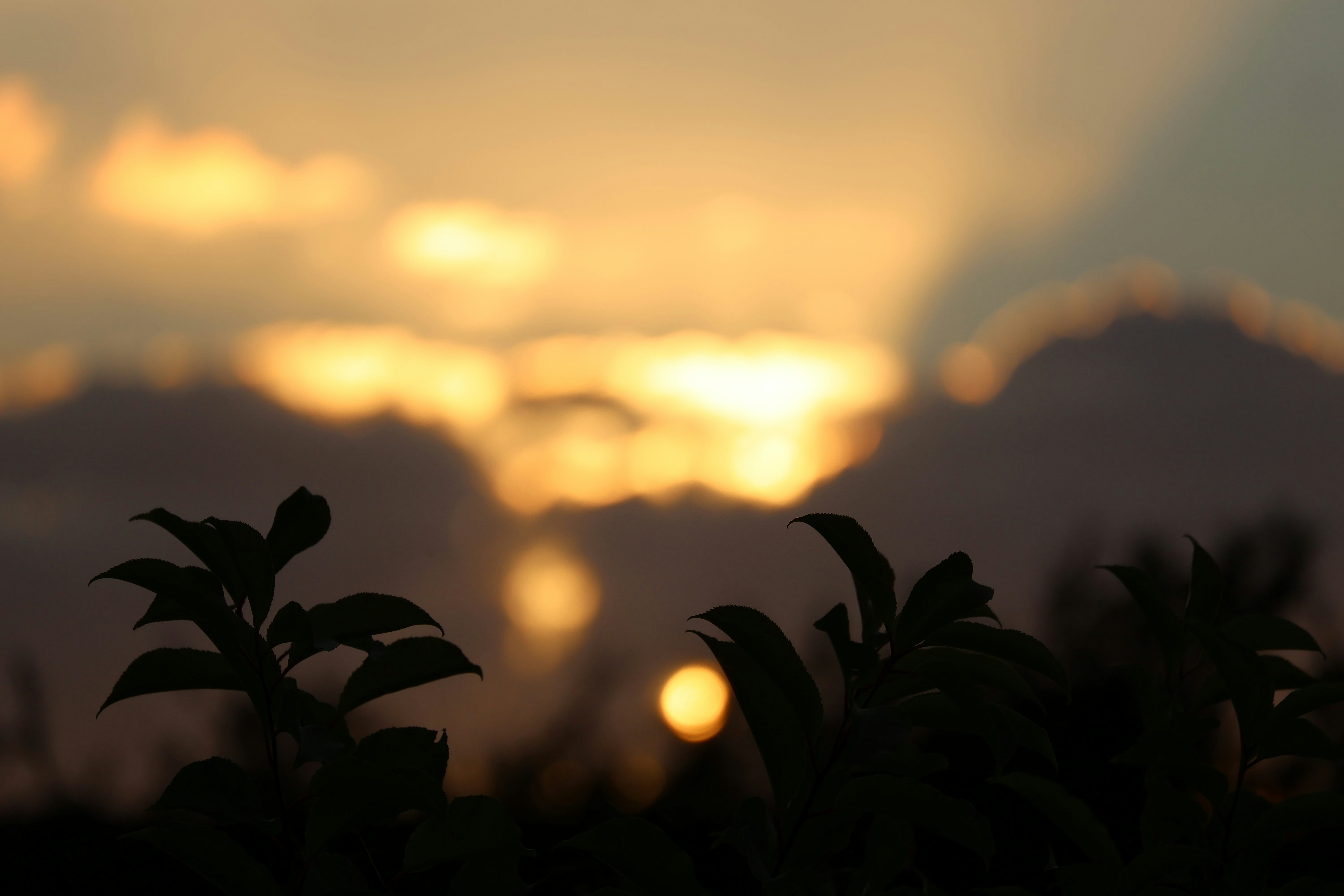 Silhouetted Foliage Against a Gilded Dusk