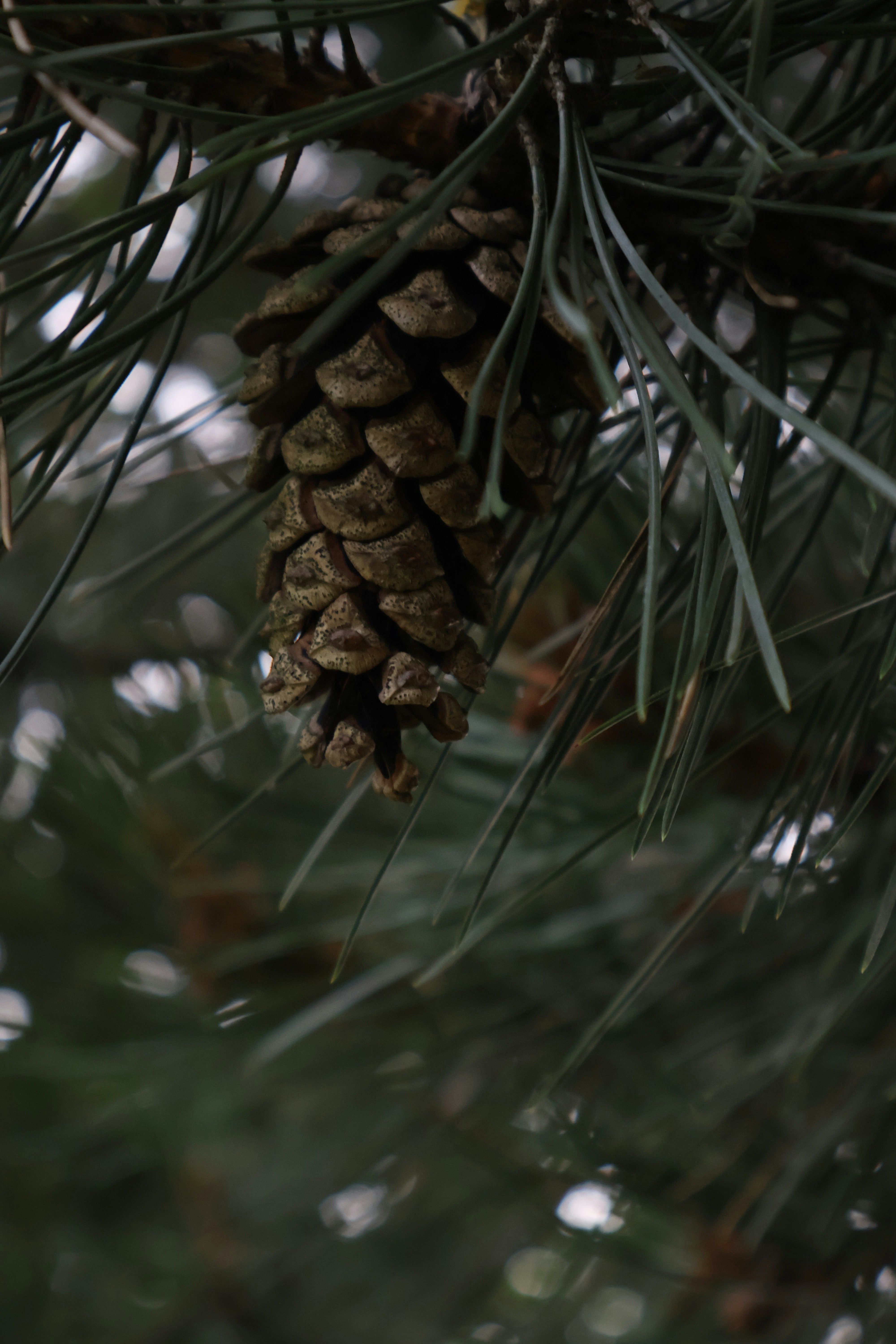 Pine Cone in Dappled Shaded Needles