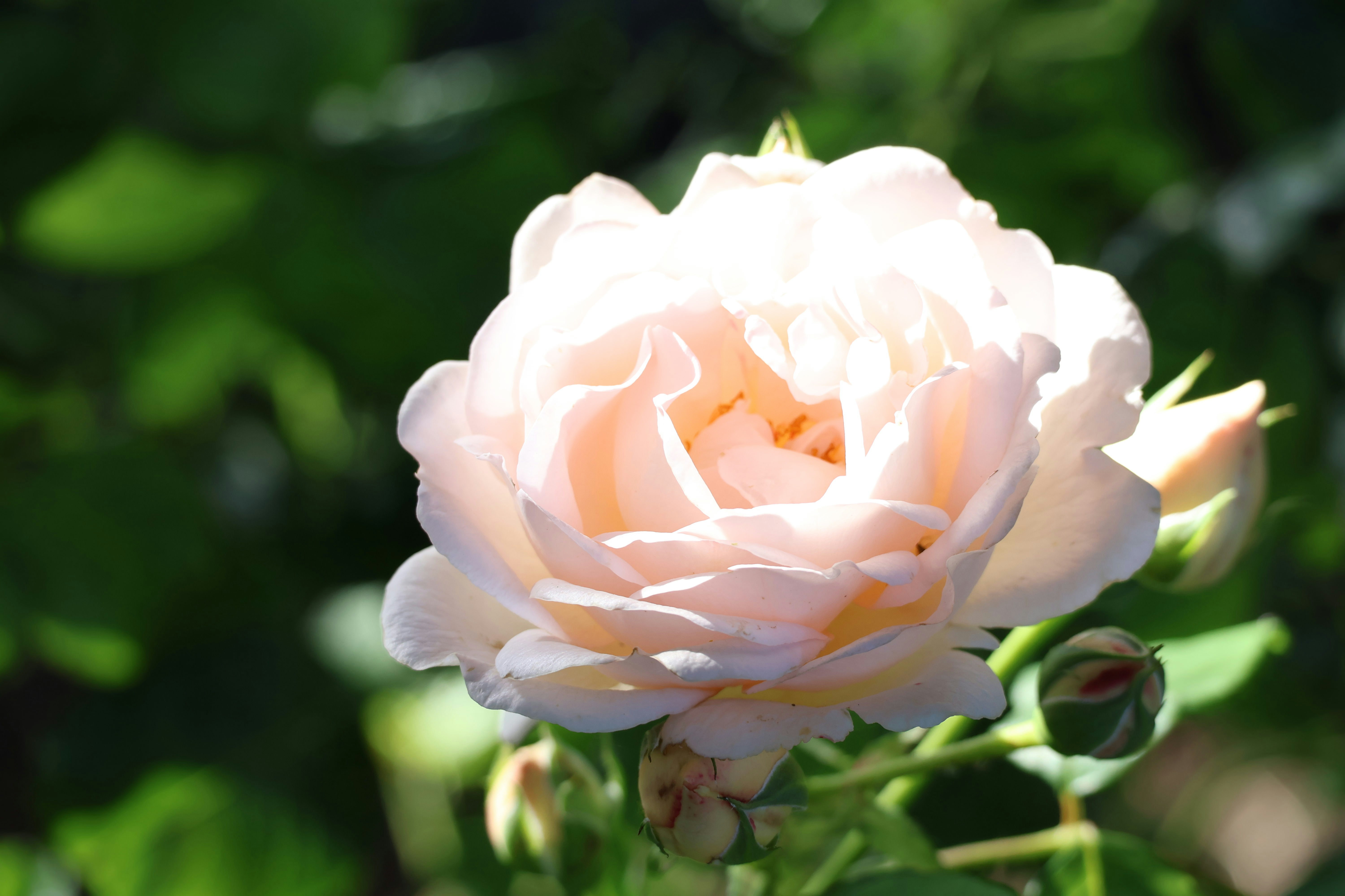 Soft Bloom: A Pale Rose in Focus Against a Velvet Green