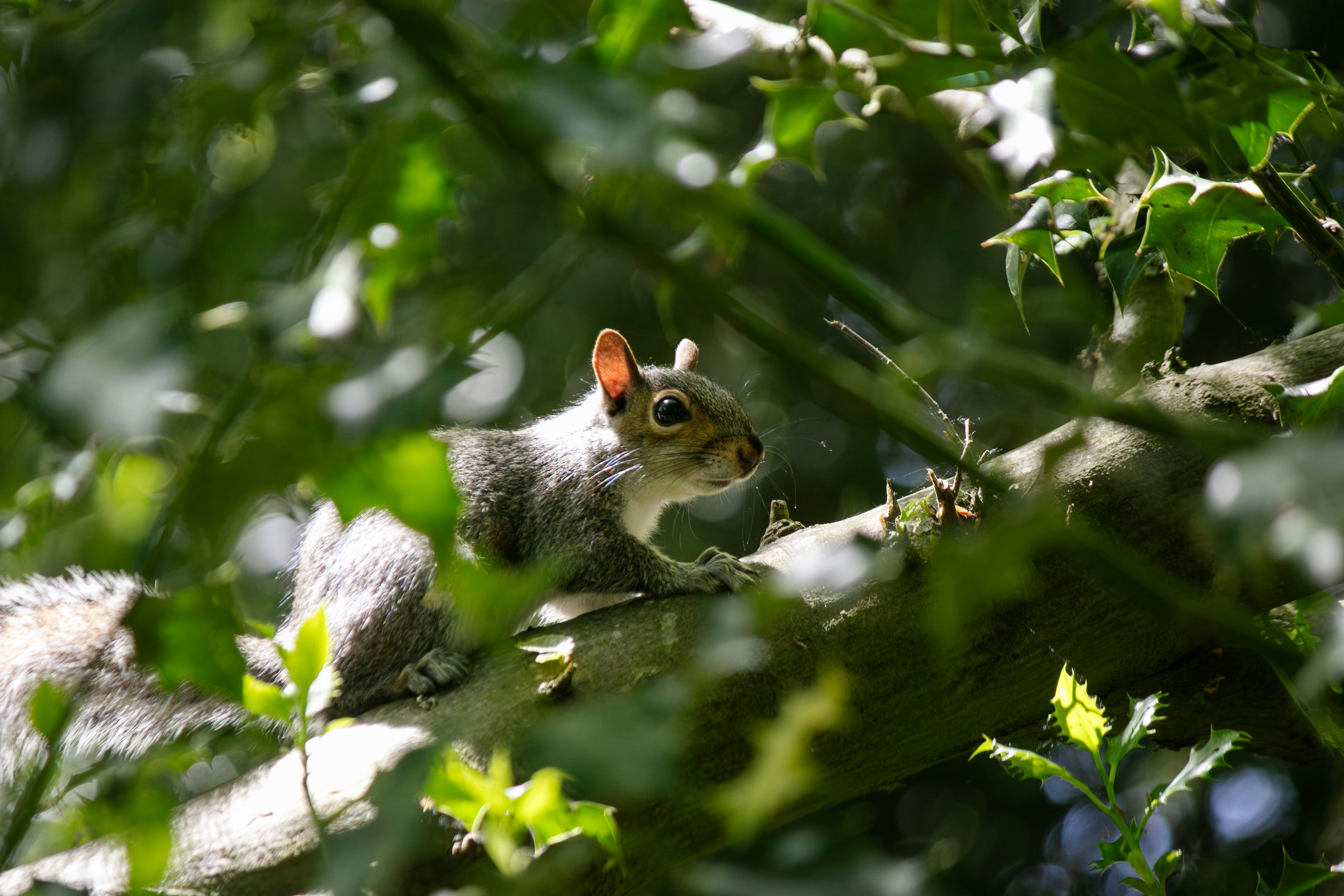 Squirrel on a sun-dappled branch peering through the leaves