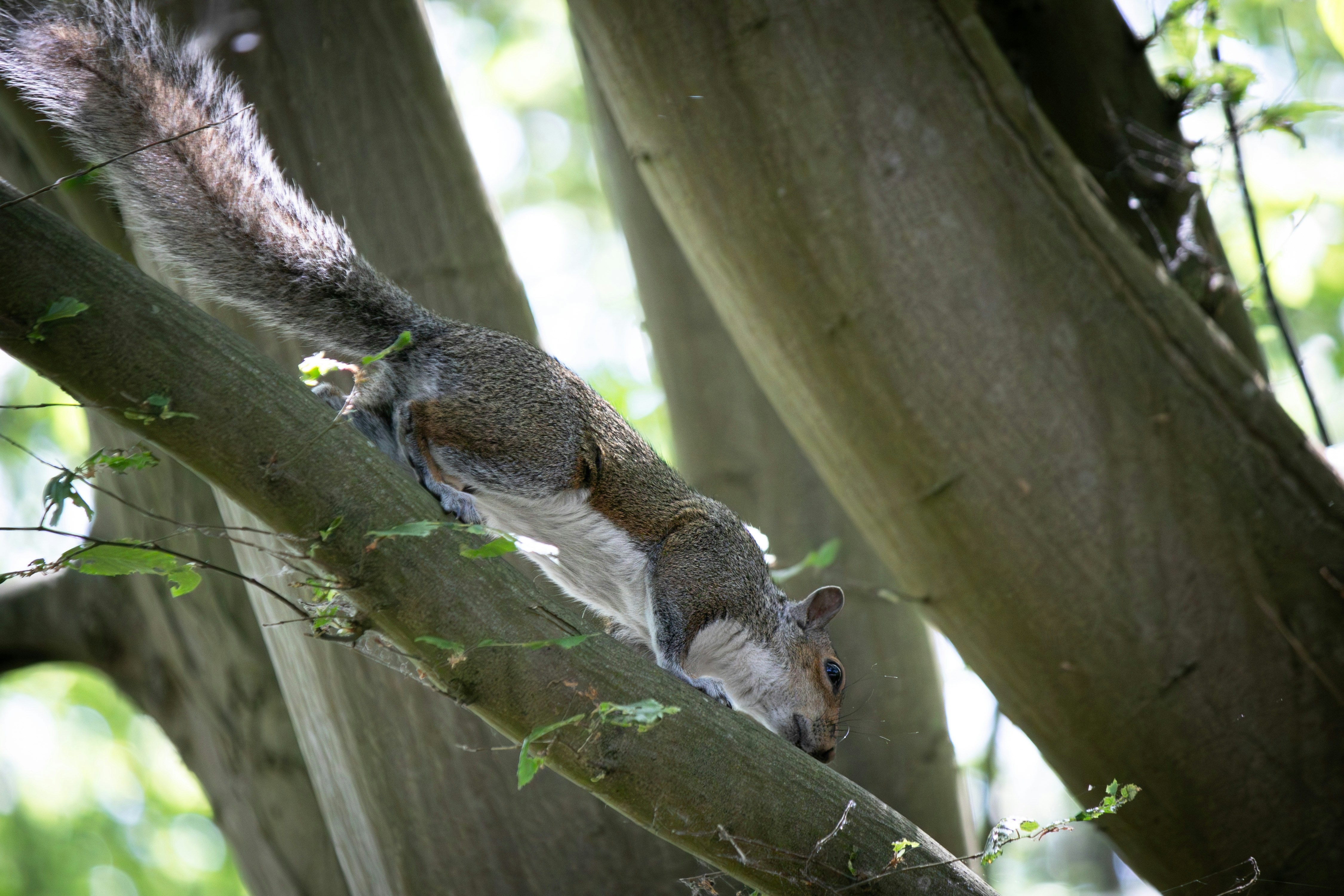 A grey squirrel balances along a tree branch in dappled forest light, capturing a moment of tentative movement and natural texture.