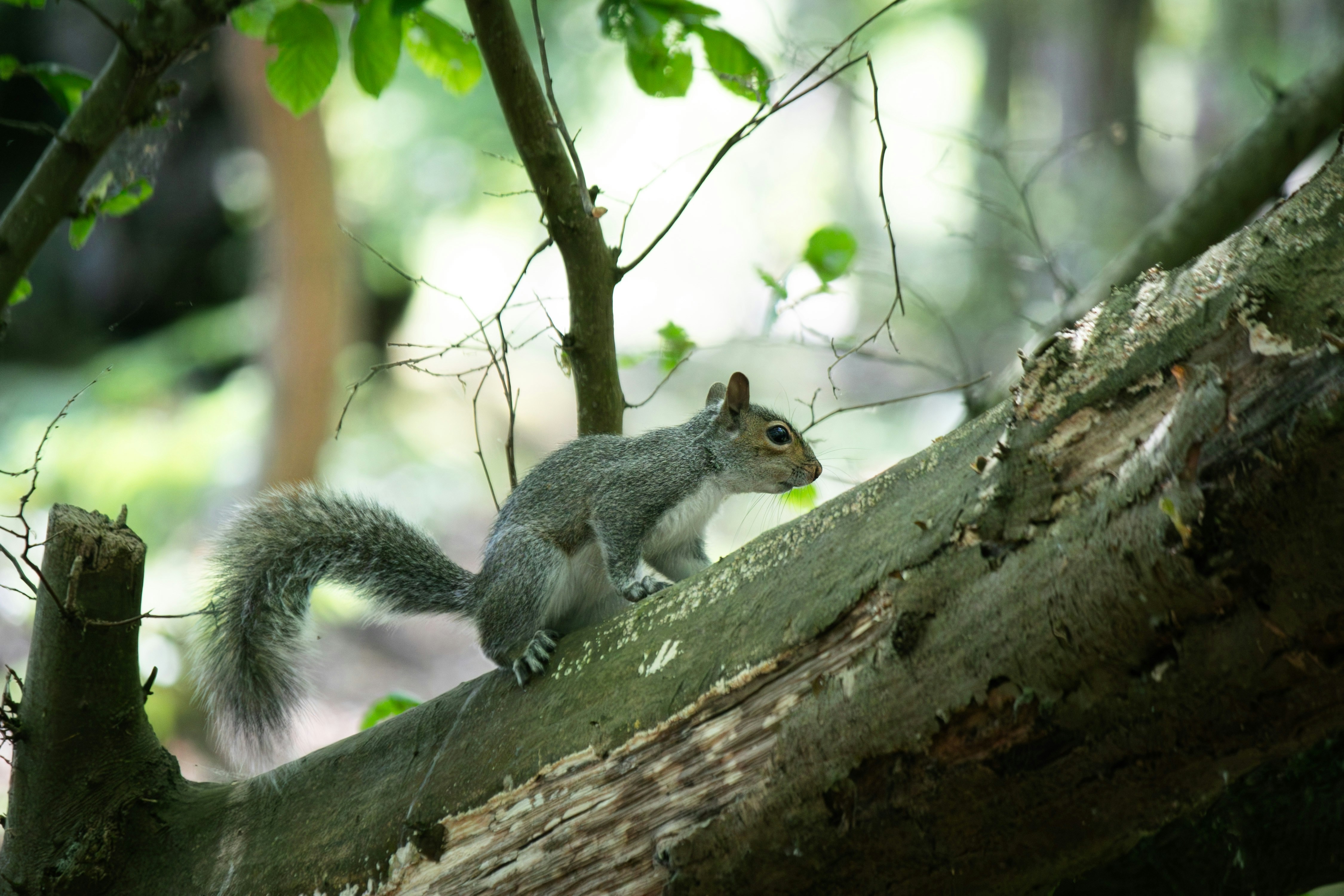 Grey Squirrel Pausing on a Mossy Tree Branch