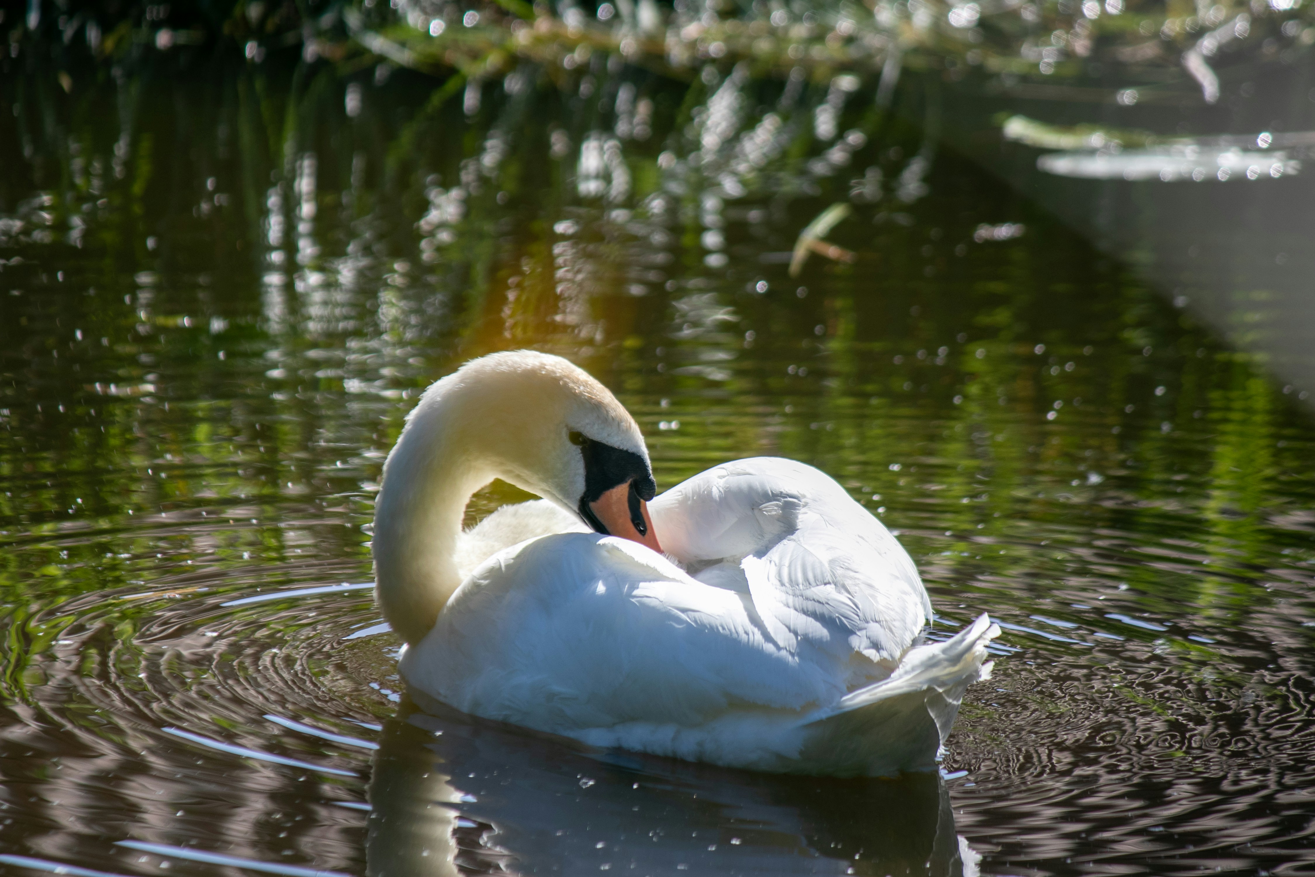 Silken Swansong: A Luminous Moment on Quiet Water