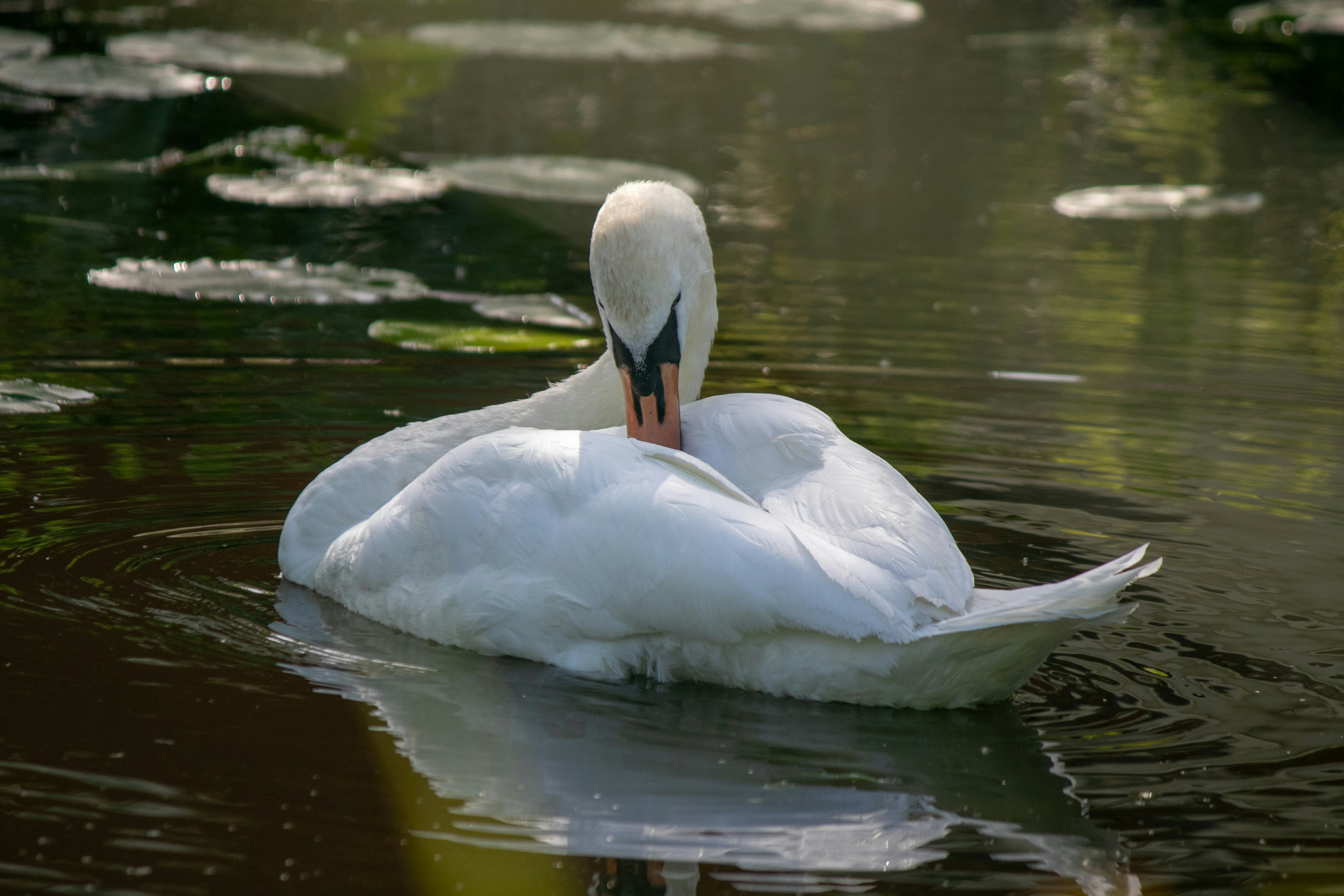 Centered Grace: A White Swan Floats Calmly in Quiet Ripples