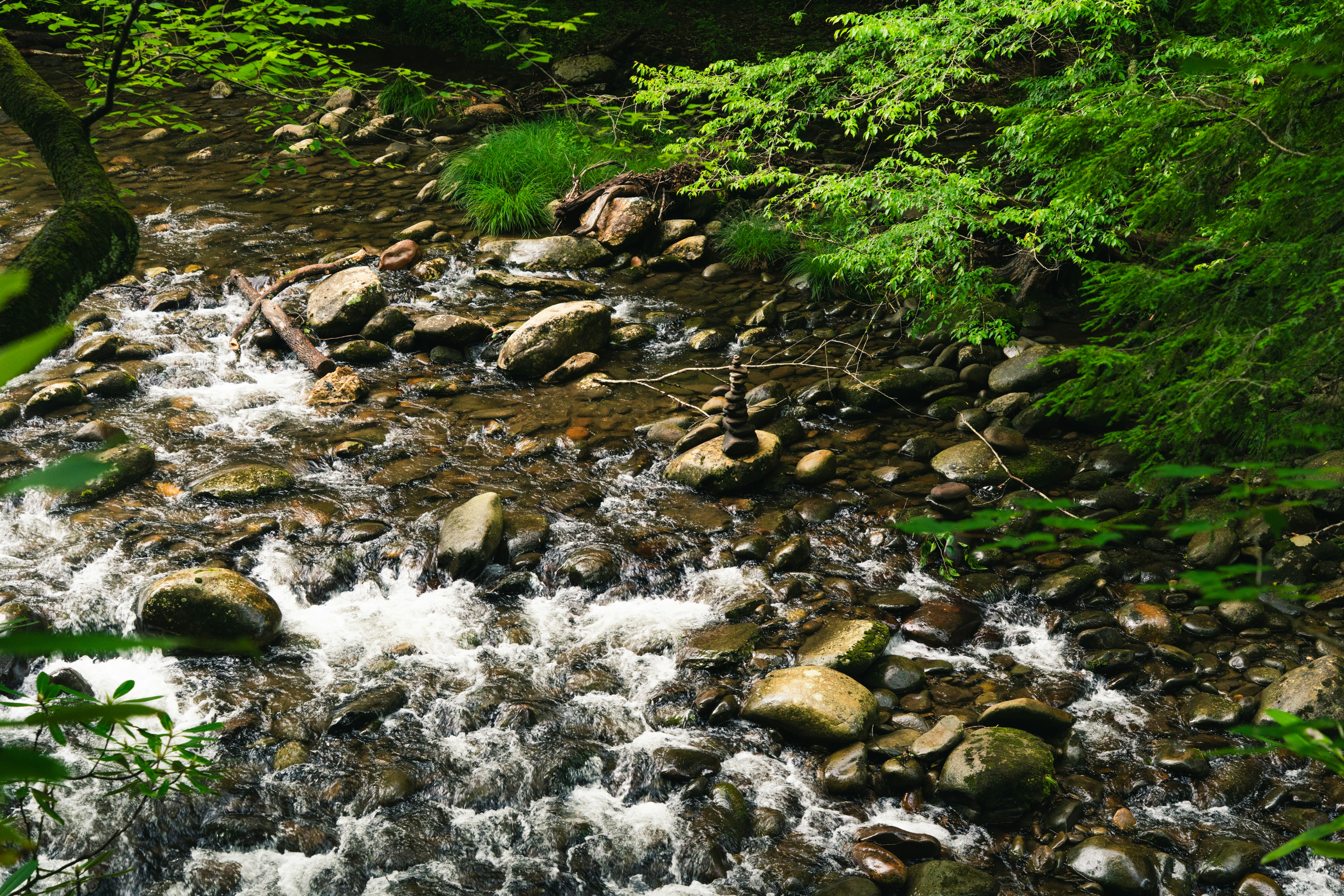Springtime Zen in Great Smoky Mountains.