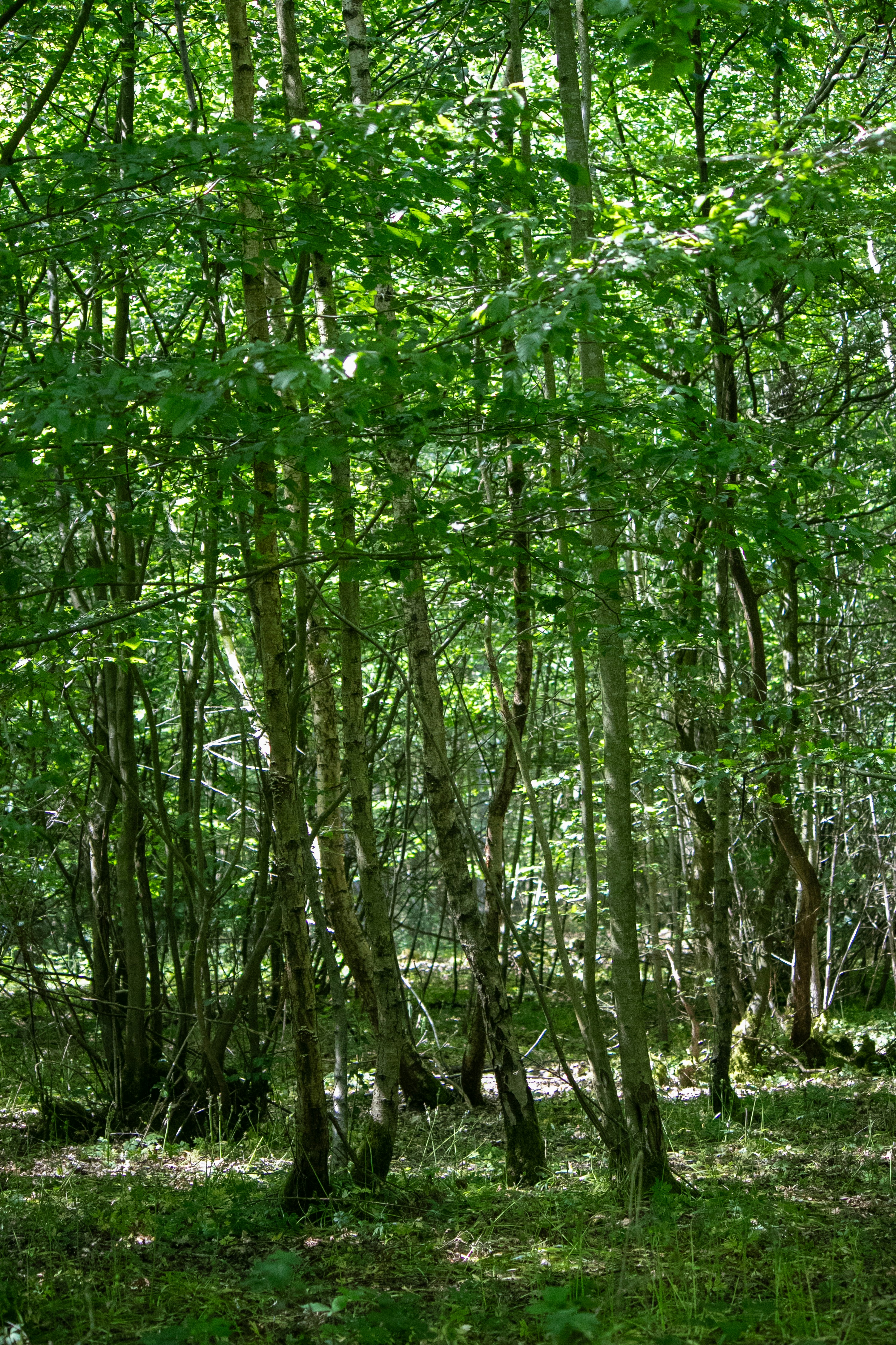 Emerald Timber Corridor: Sunlit Trunk Intimacy