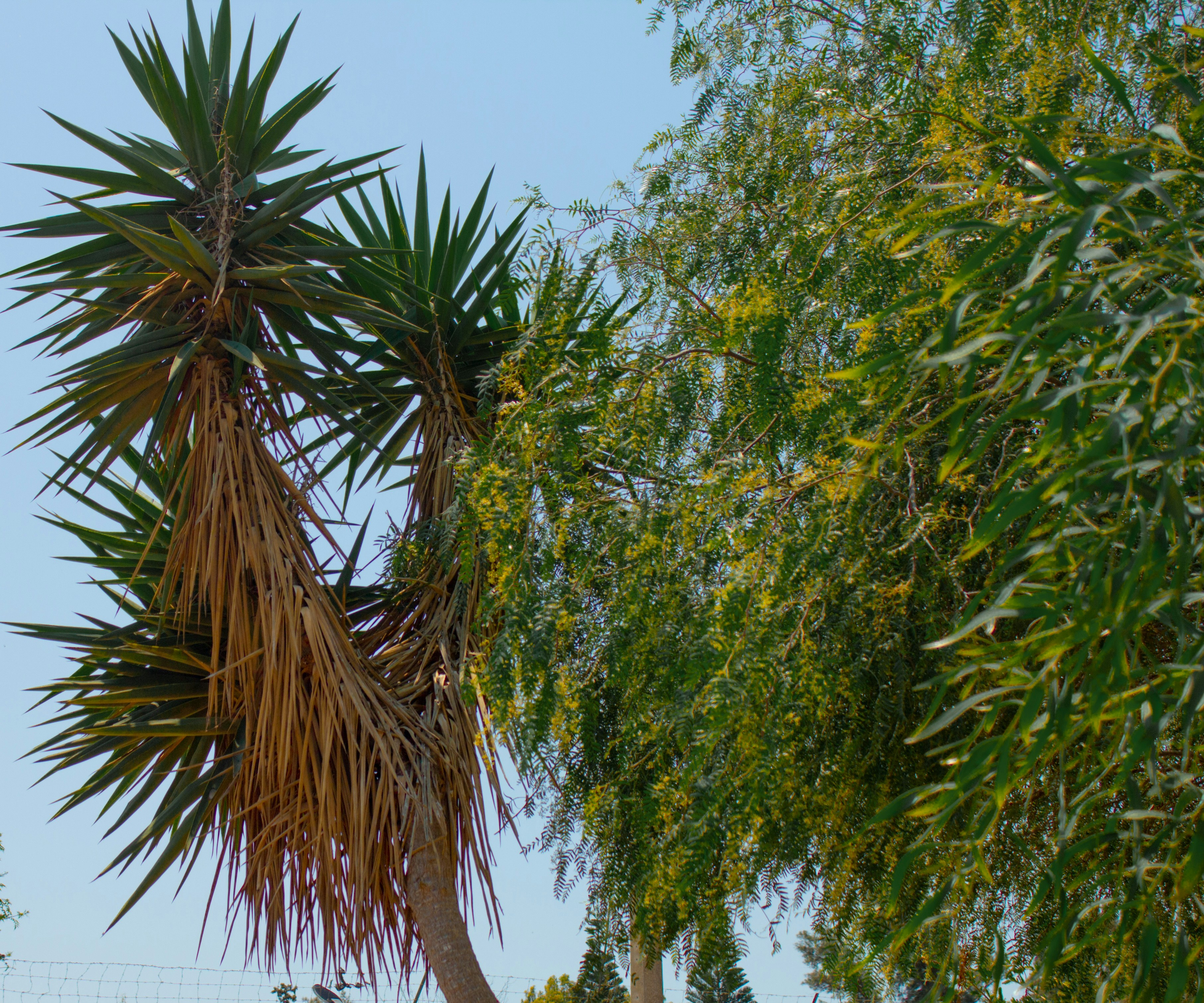 Desert Palm and Verdant Shade under Blue Sky