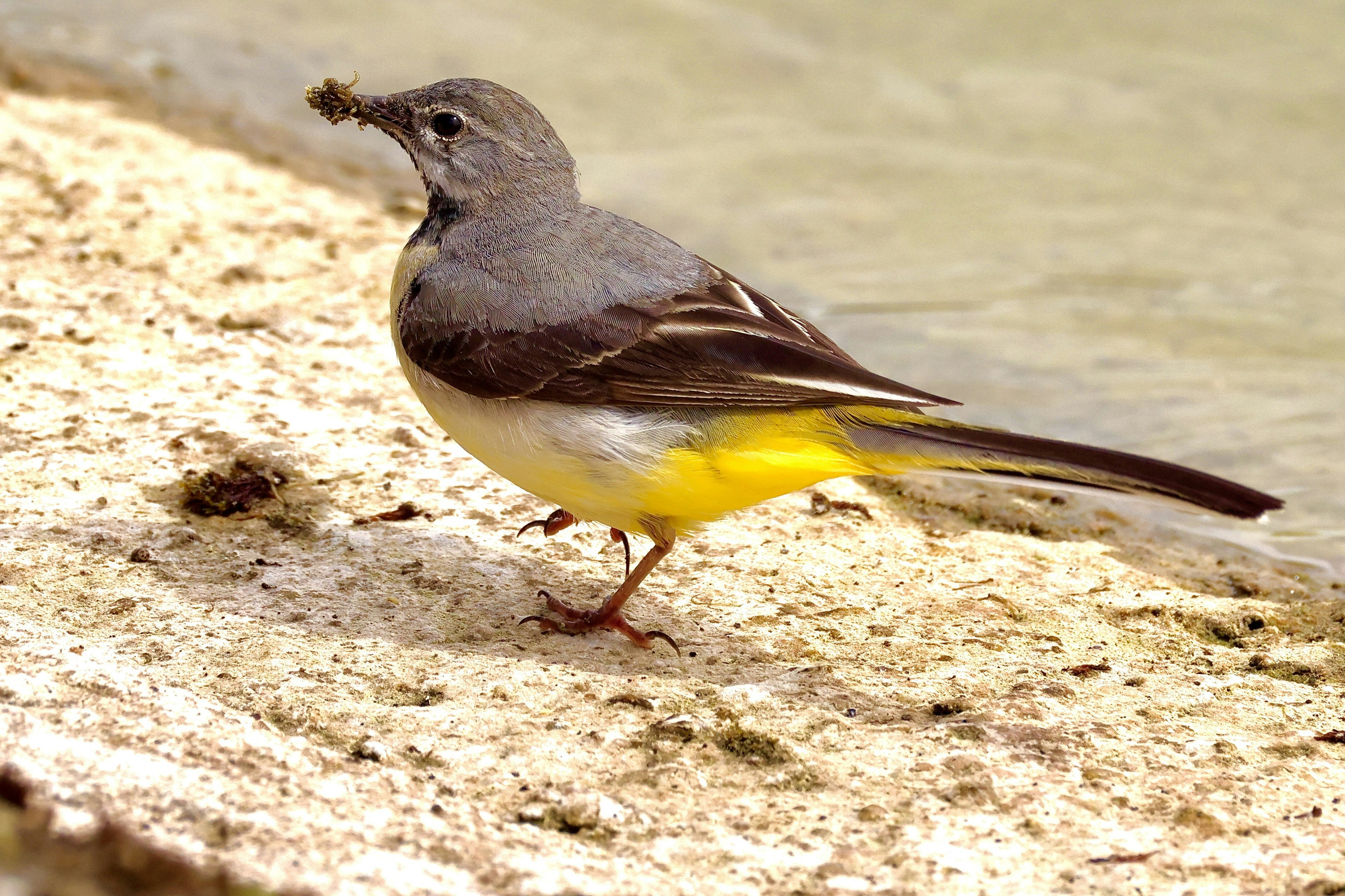 Yellow-bellied Wanderer by the Pebble Shore