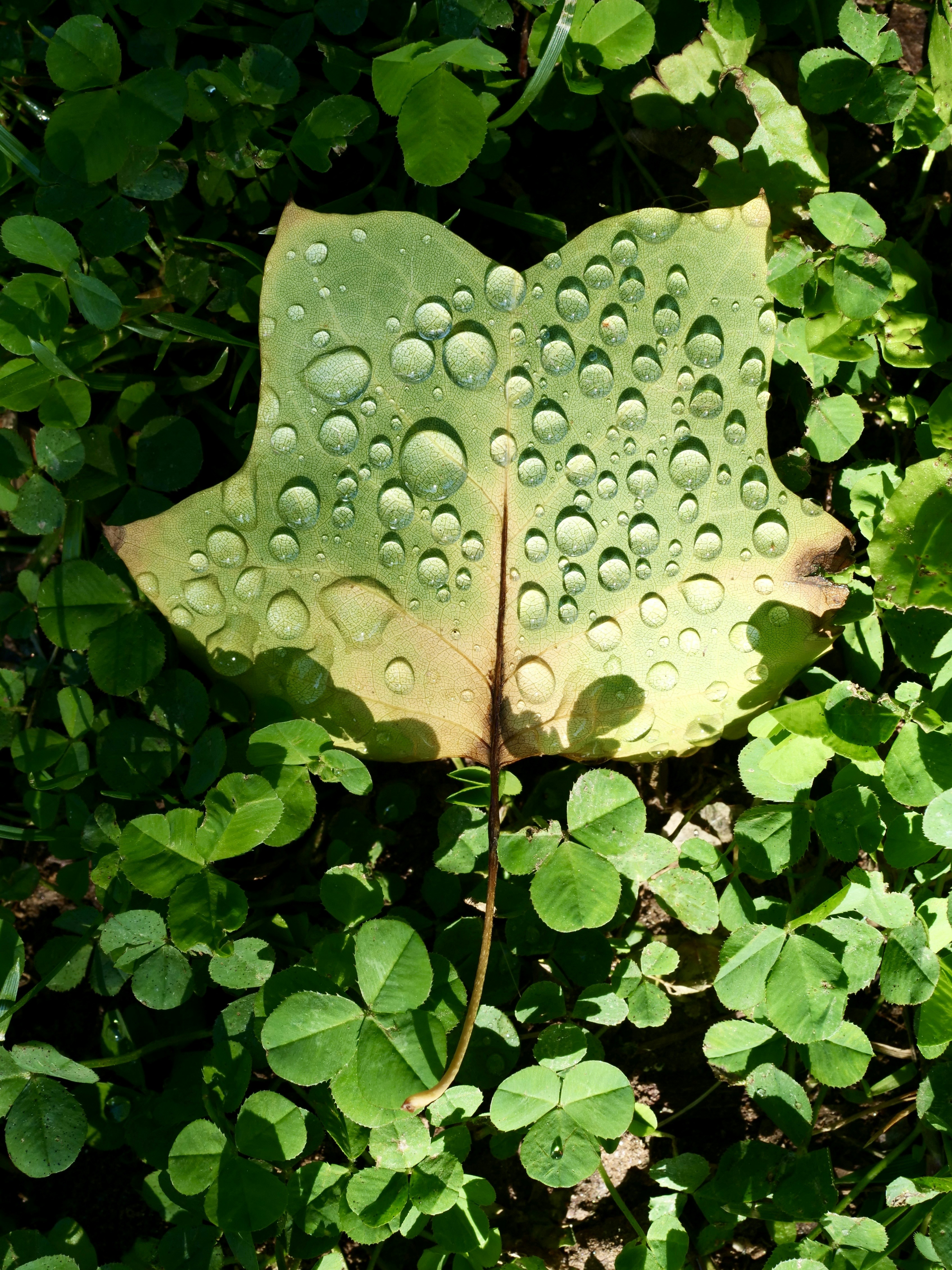 Dew-kissed Leaf Quietly Centered in a Patch of Green