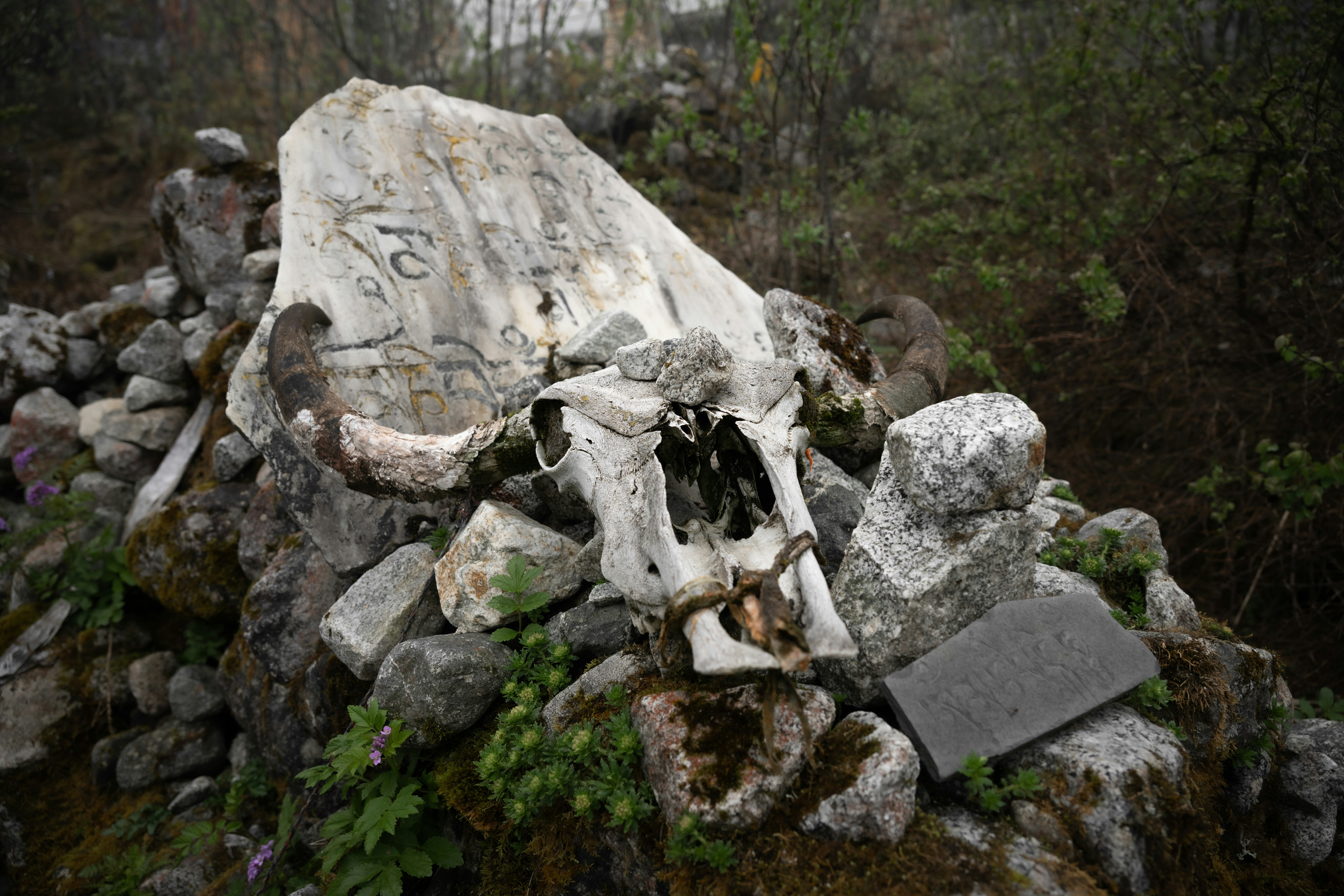 Ancient Remains Amid Stony Remnants in a Quiet Forest