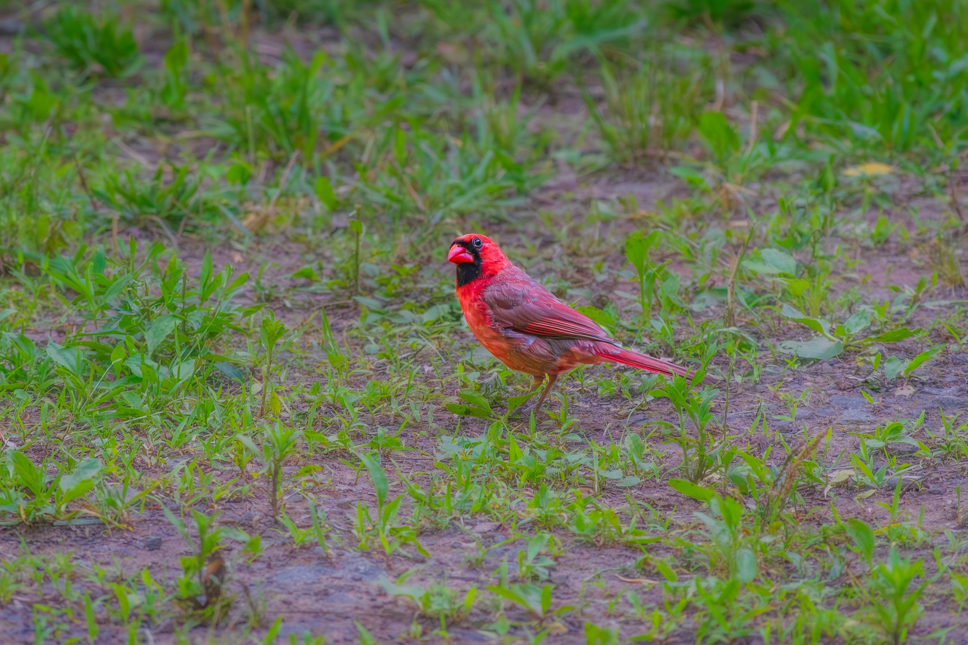 Scarlet Cardinal in a Patchwork Field
