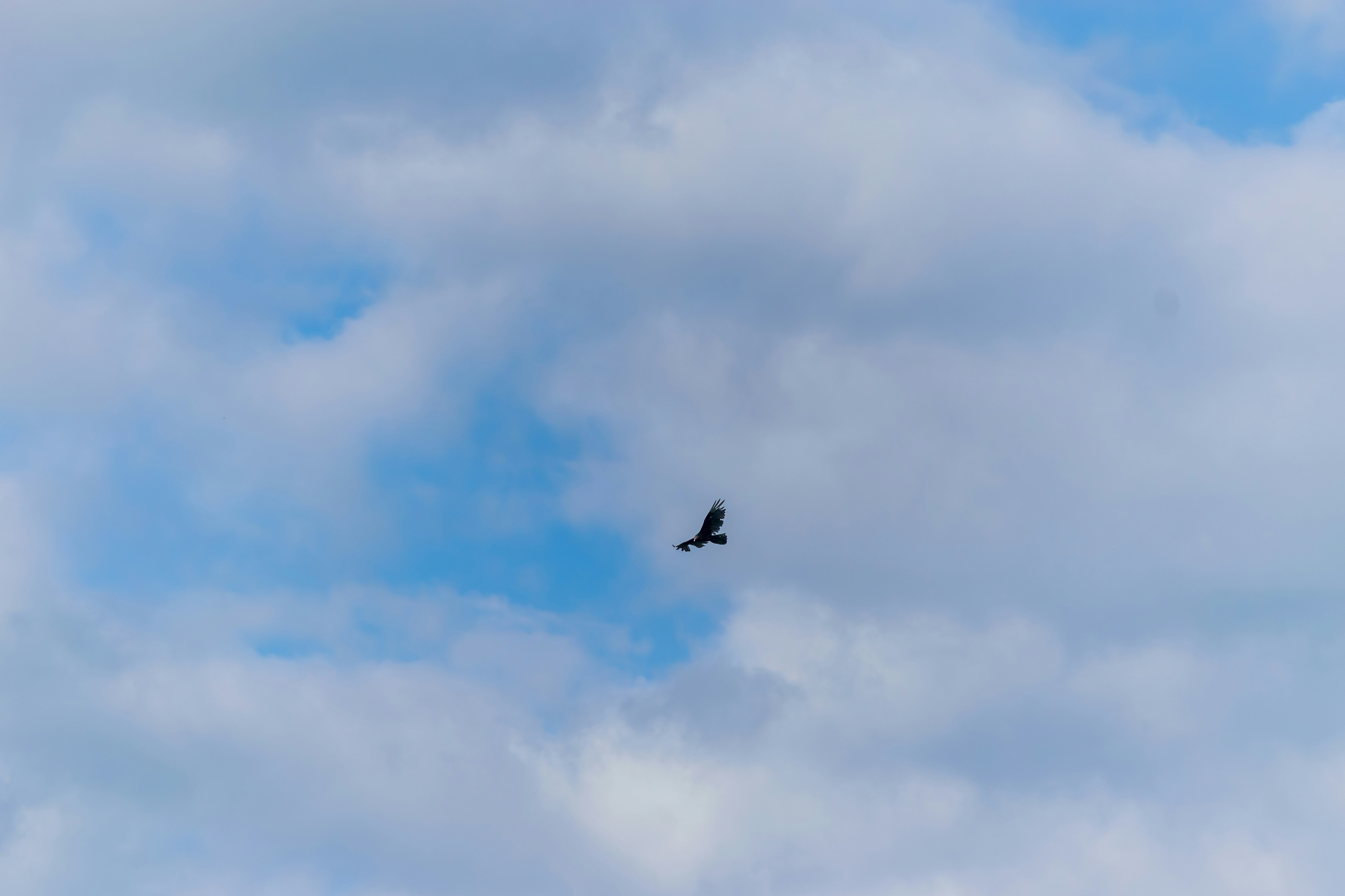 Solo Hike: A Lone Bird Silhouette Against a Vast Sky
