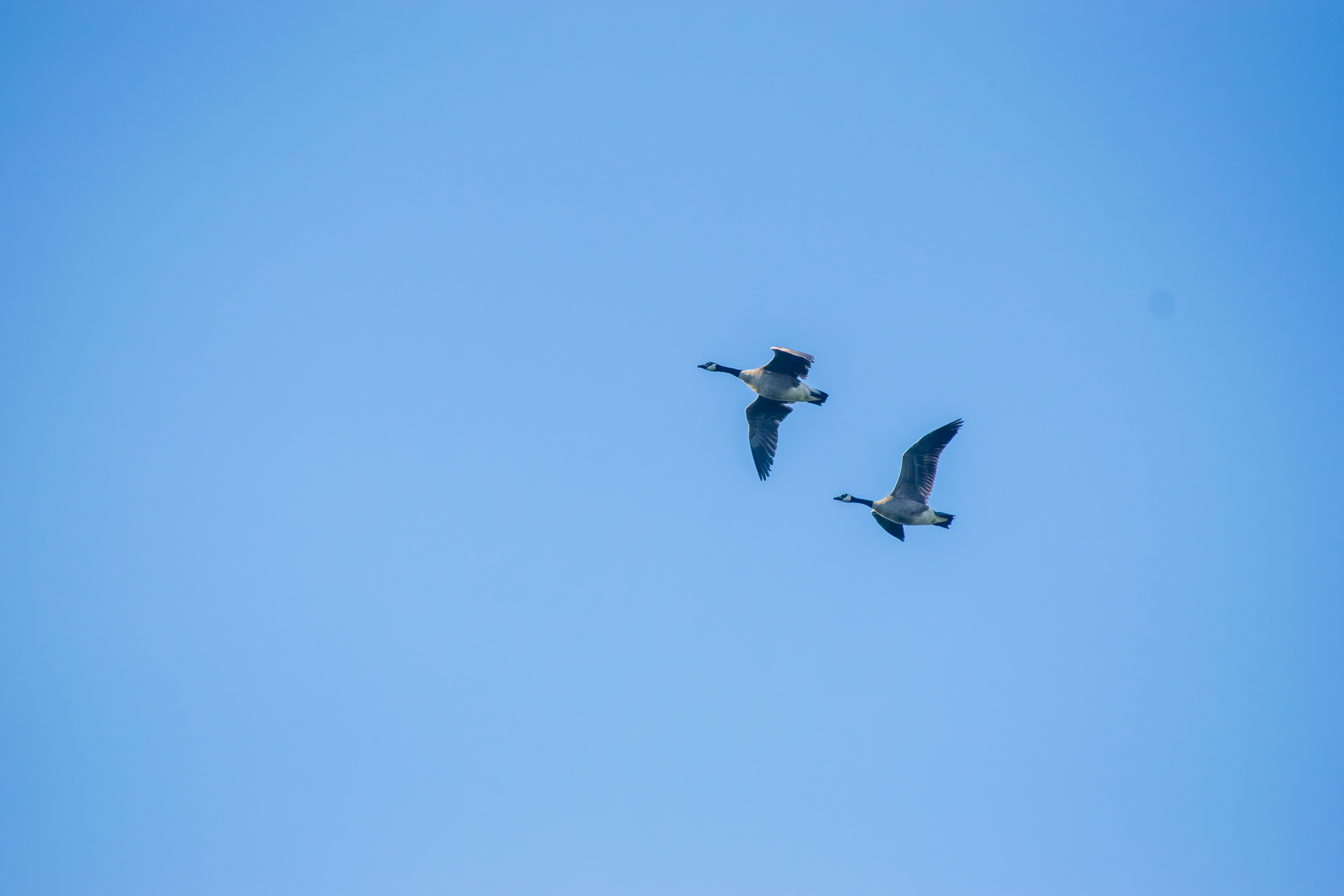 Two seagulls in open sky: a brief flight over blue