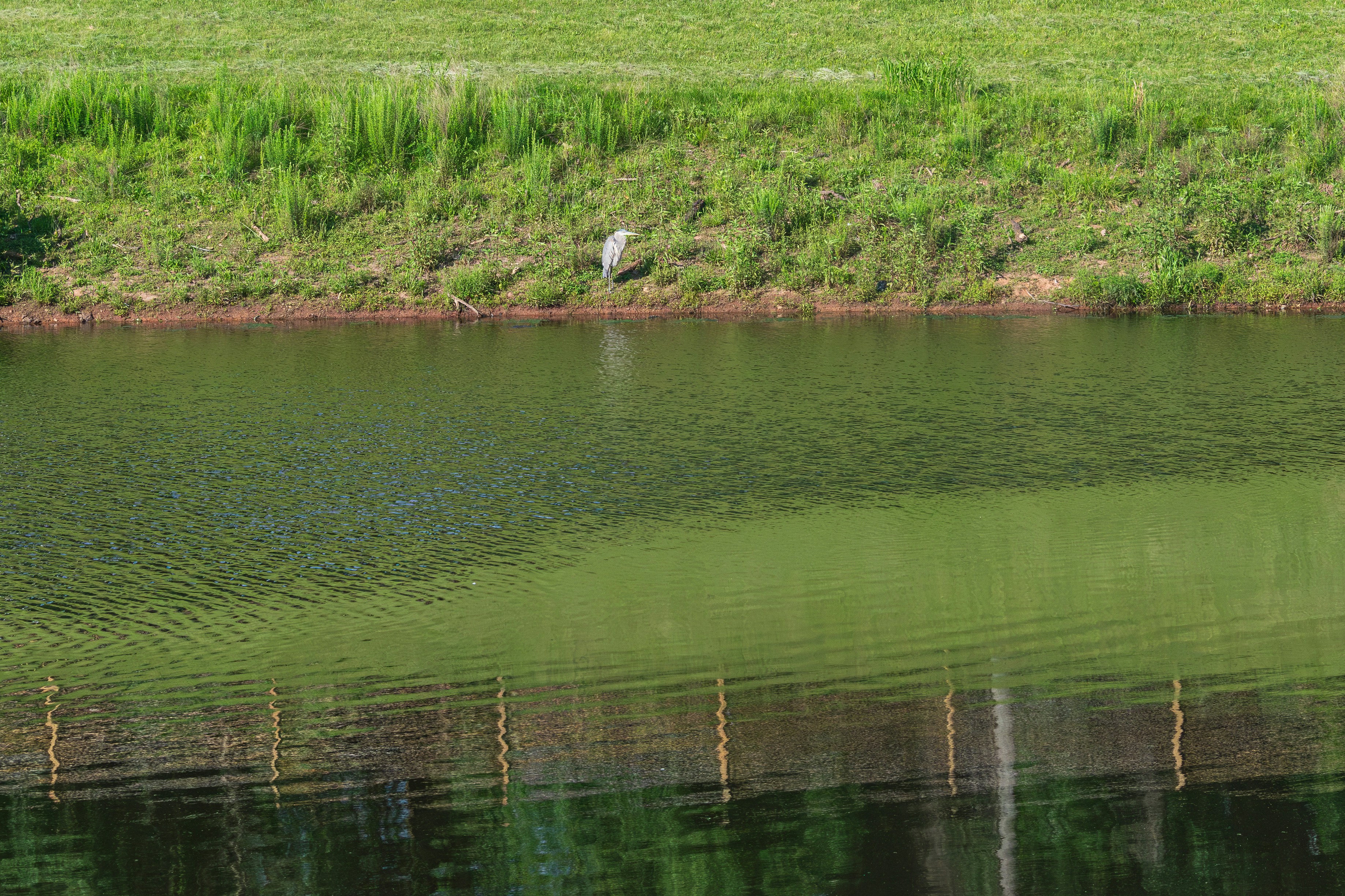 Heron on the River Bank: A Quiet Moment of Observation