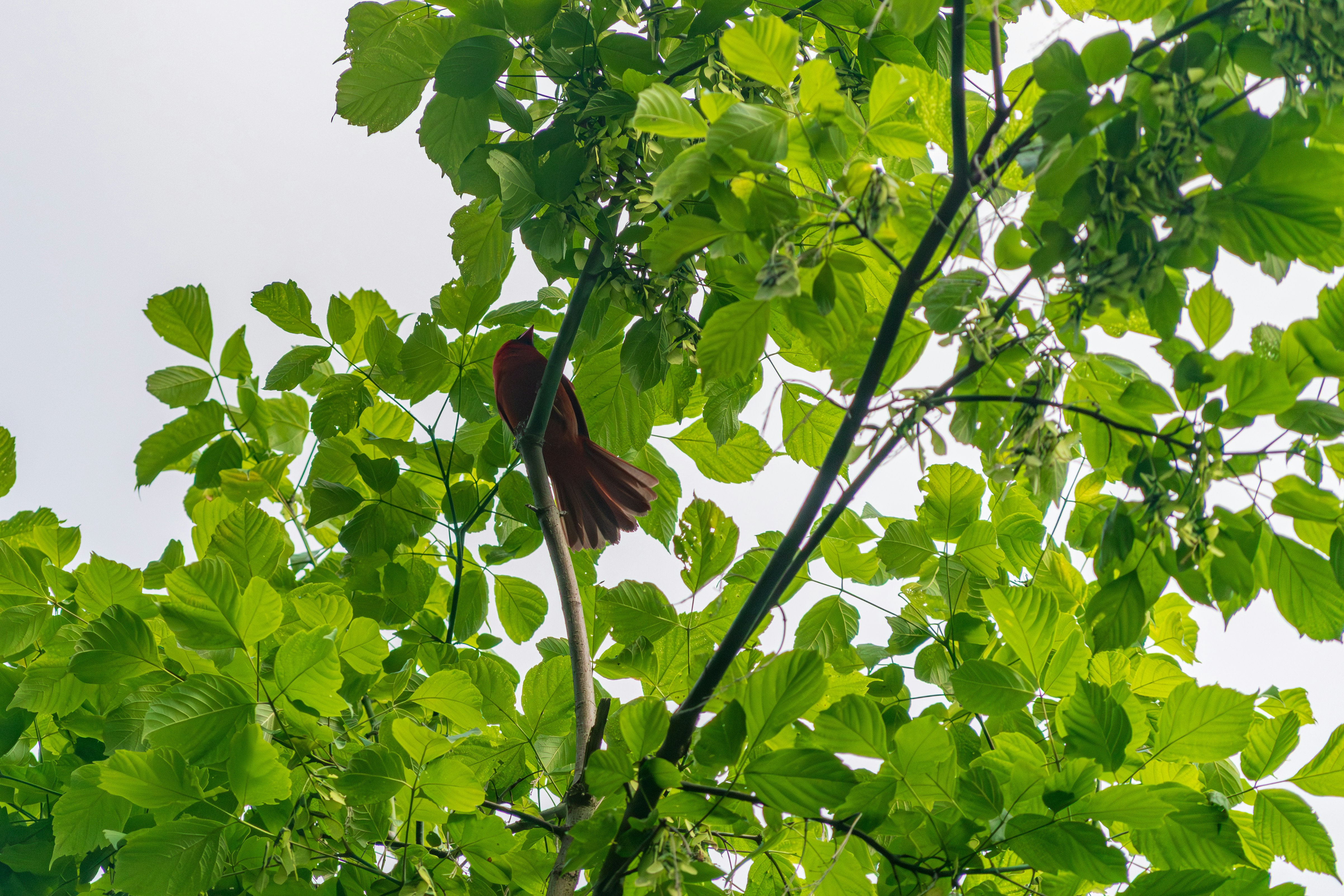 Leafy canopy Serenade: A Cardinal Hidden Among Greenery