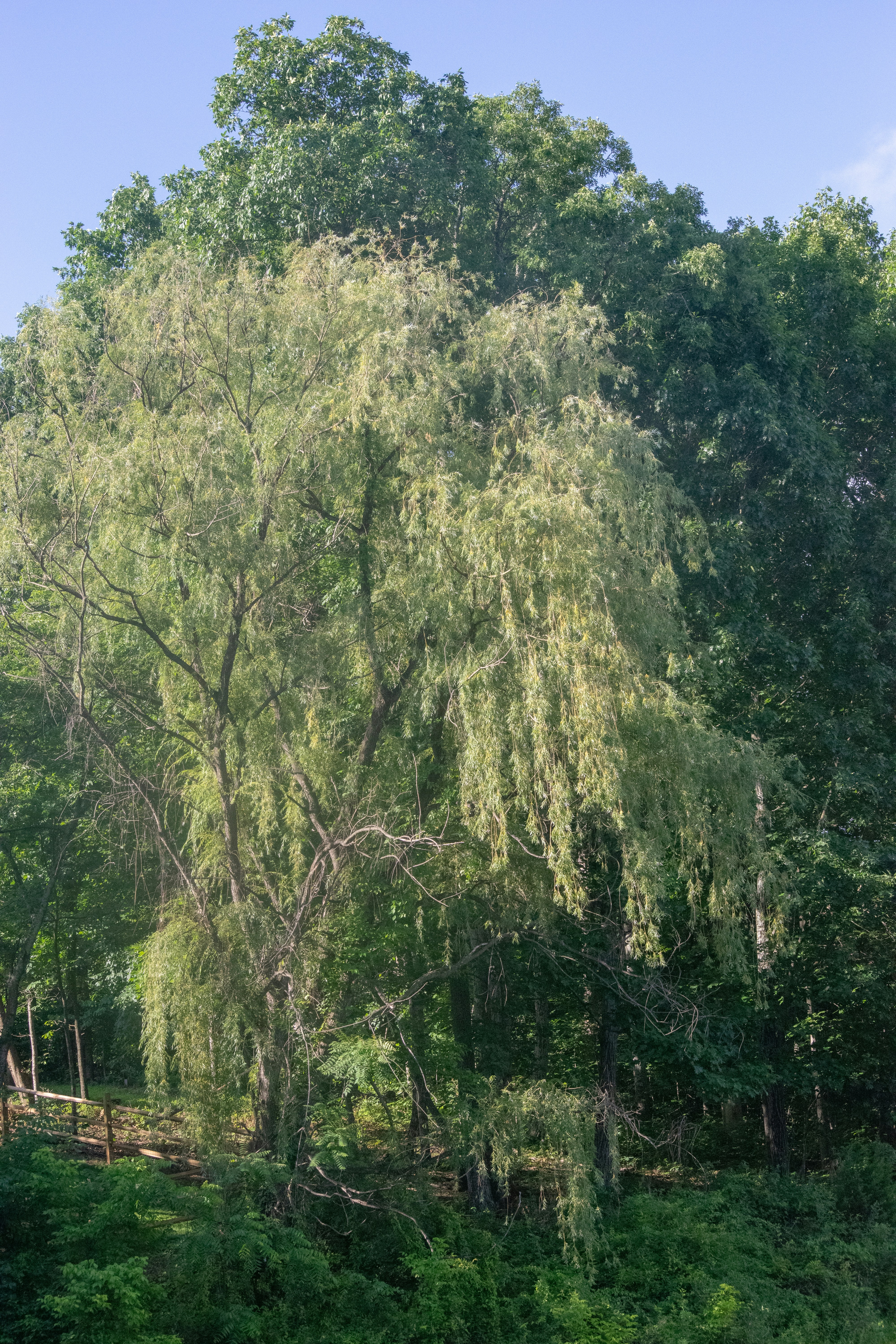 Willow Draped in Shade: A Sunlit Canopy Above a Quiet Clearing