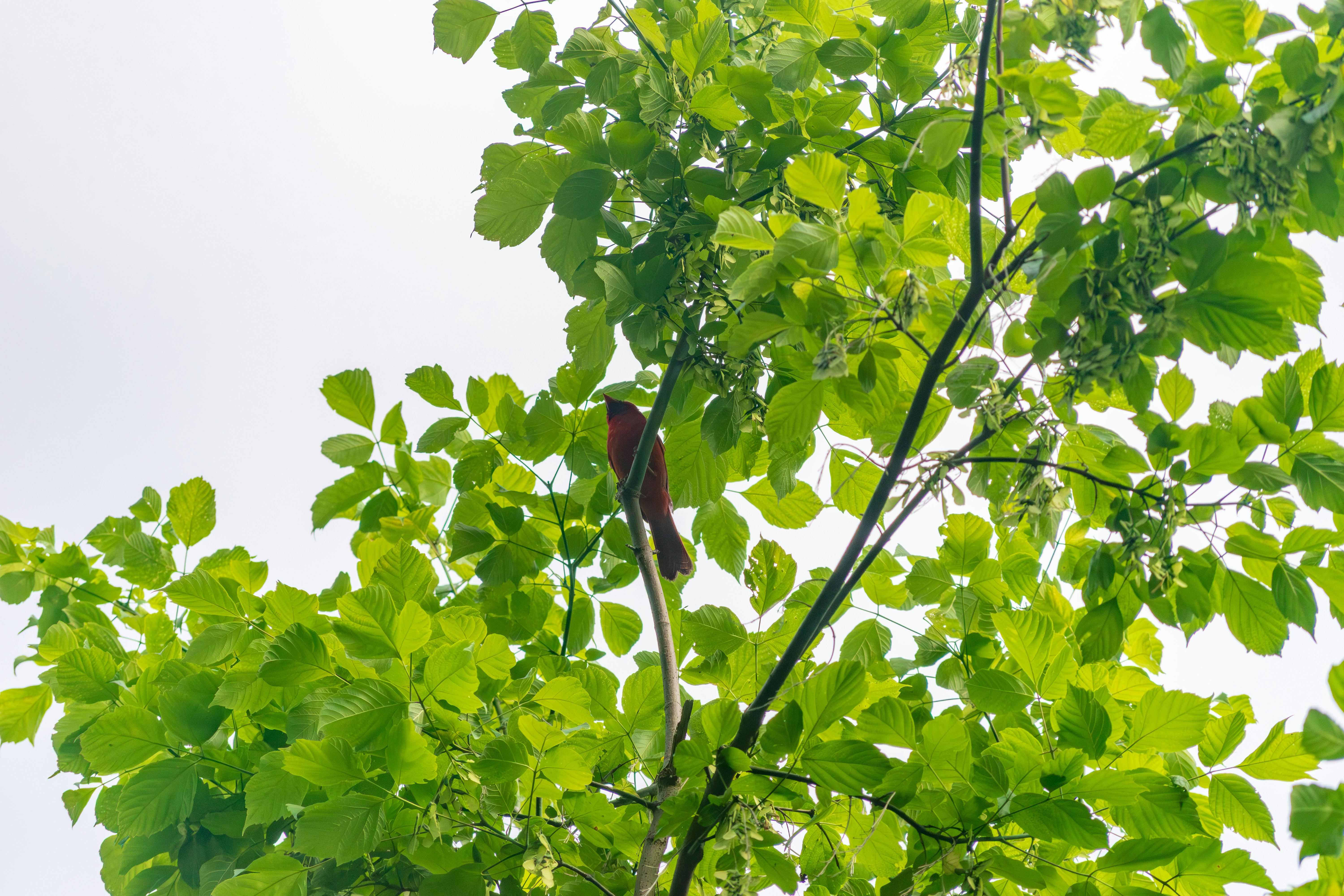 Verdant Canopy: Sunlight Filtering Through Fresh Green Leaves