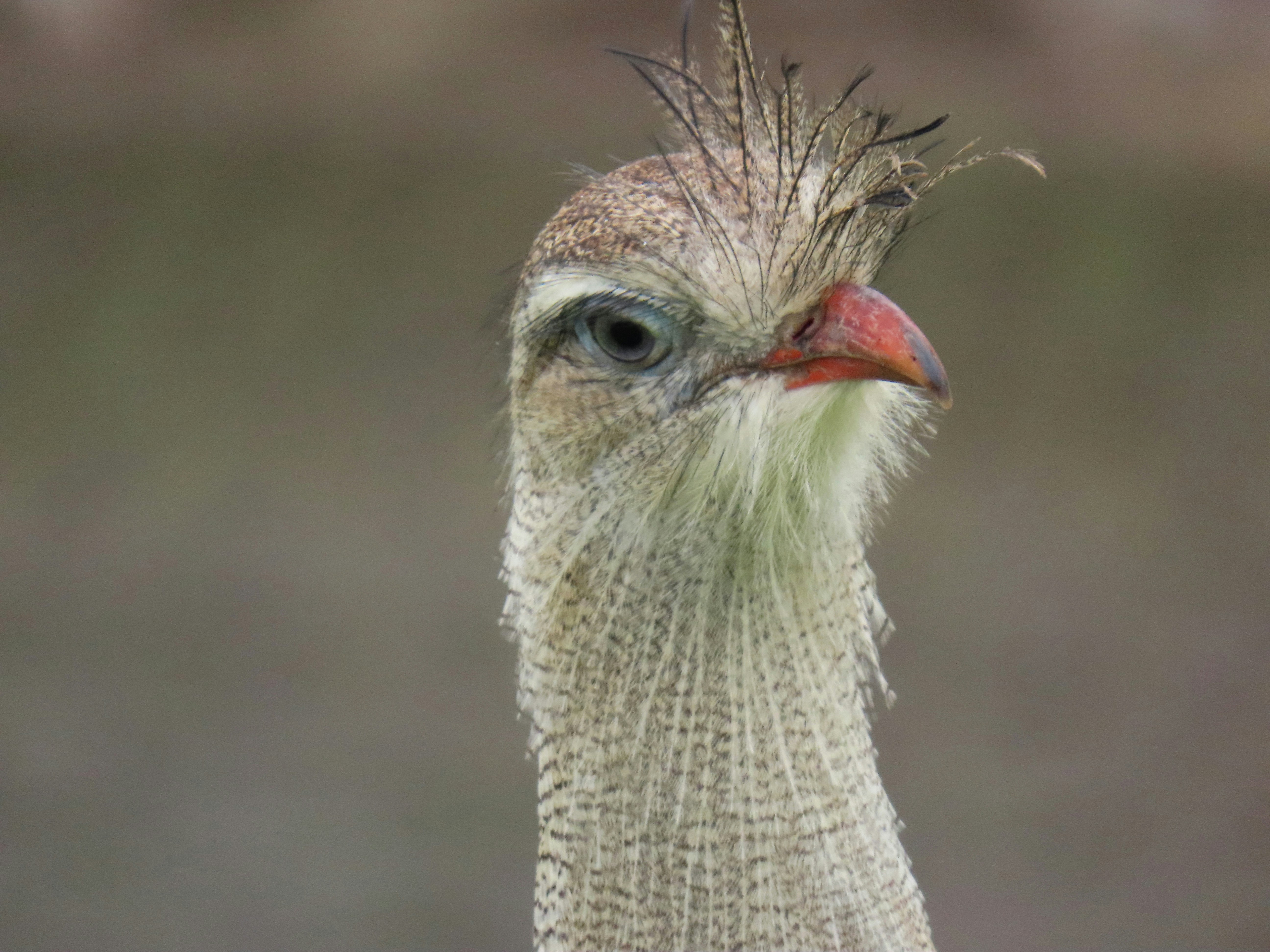Crested Elegant: A Close-Up of a Bird's Striking Crest and Red Beak