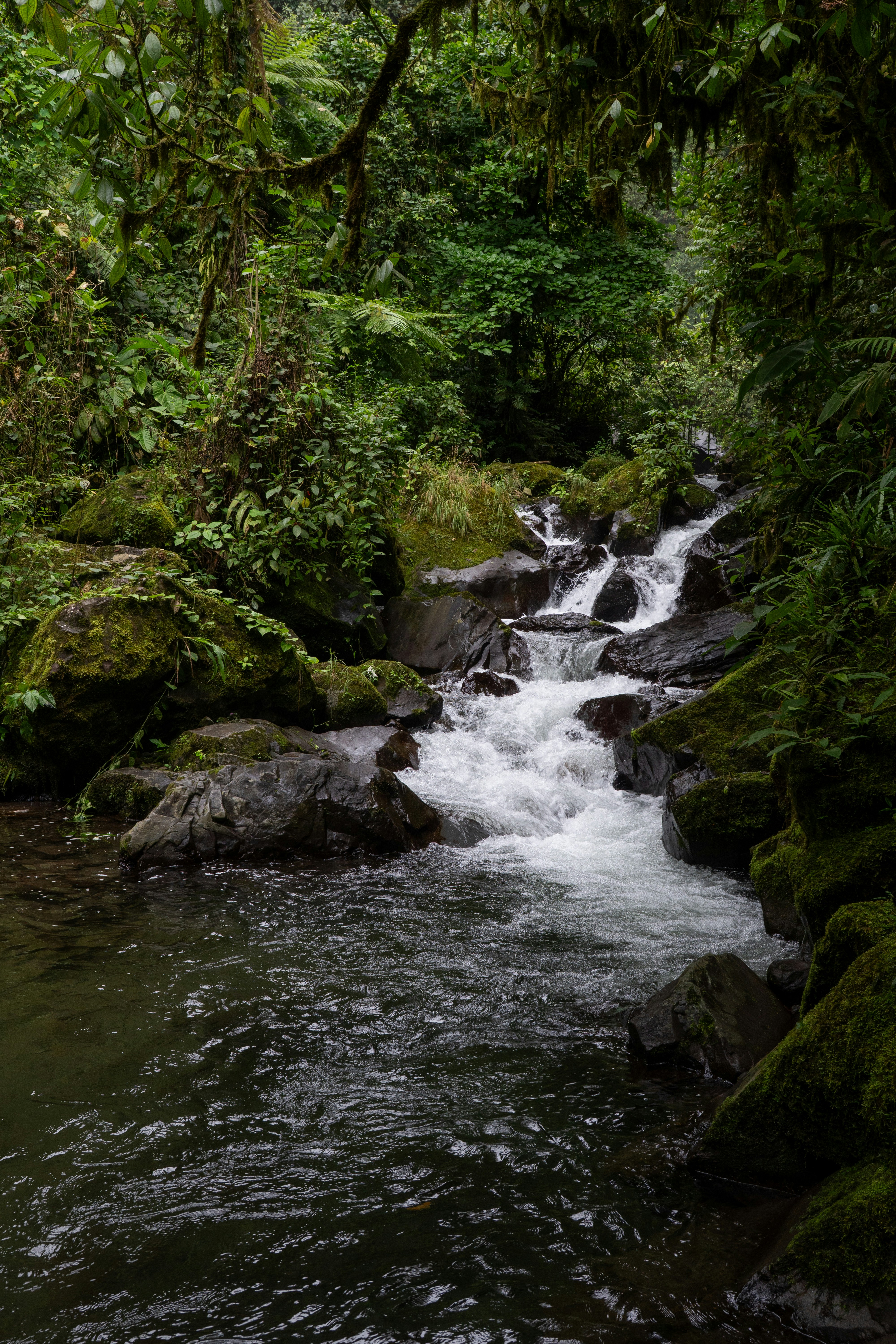 A tranquil stream flows through a lush, green rainforest.