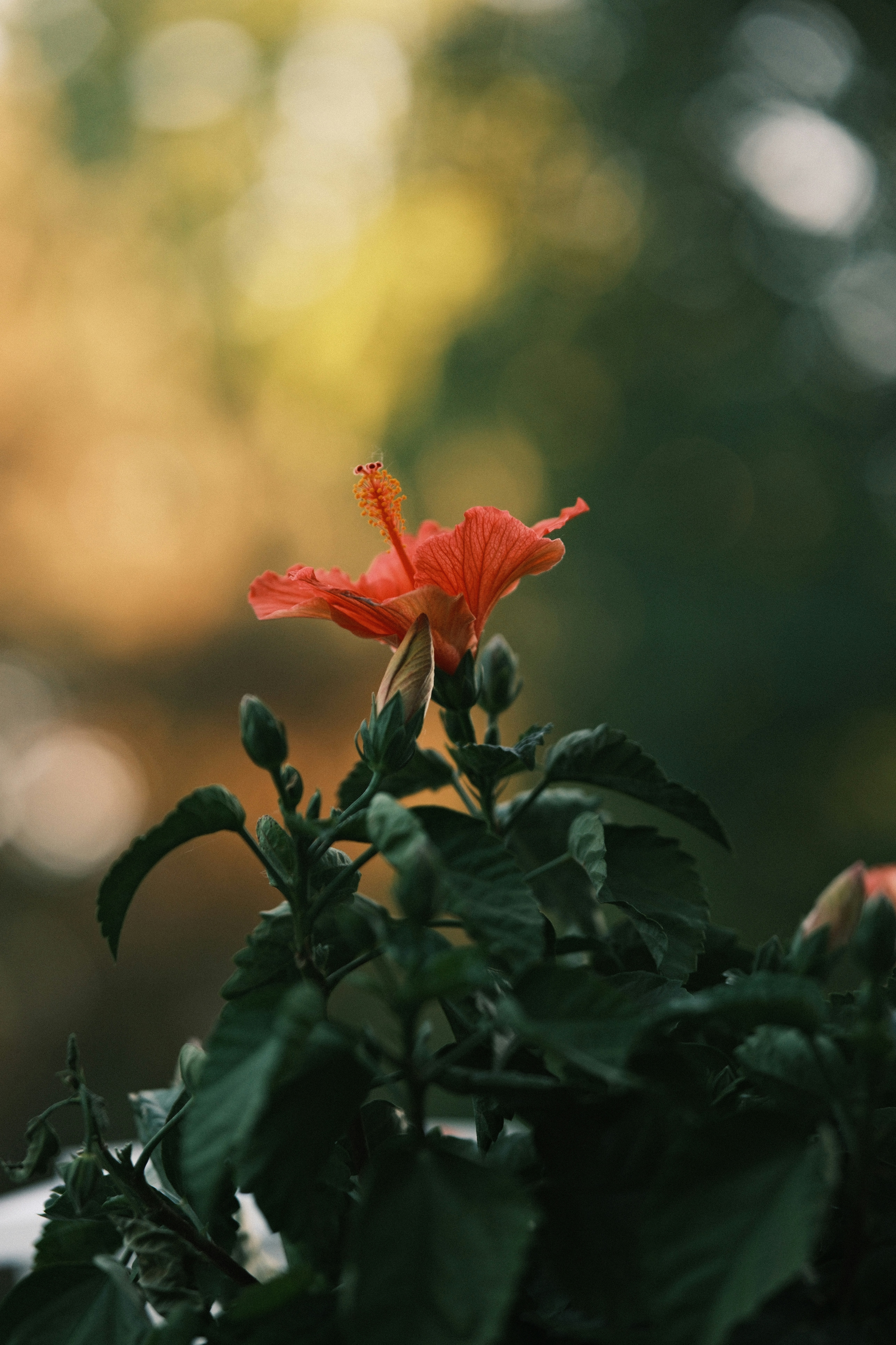 Crimson Hibiscus Reaching Above the Green Aisle
