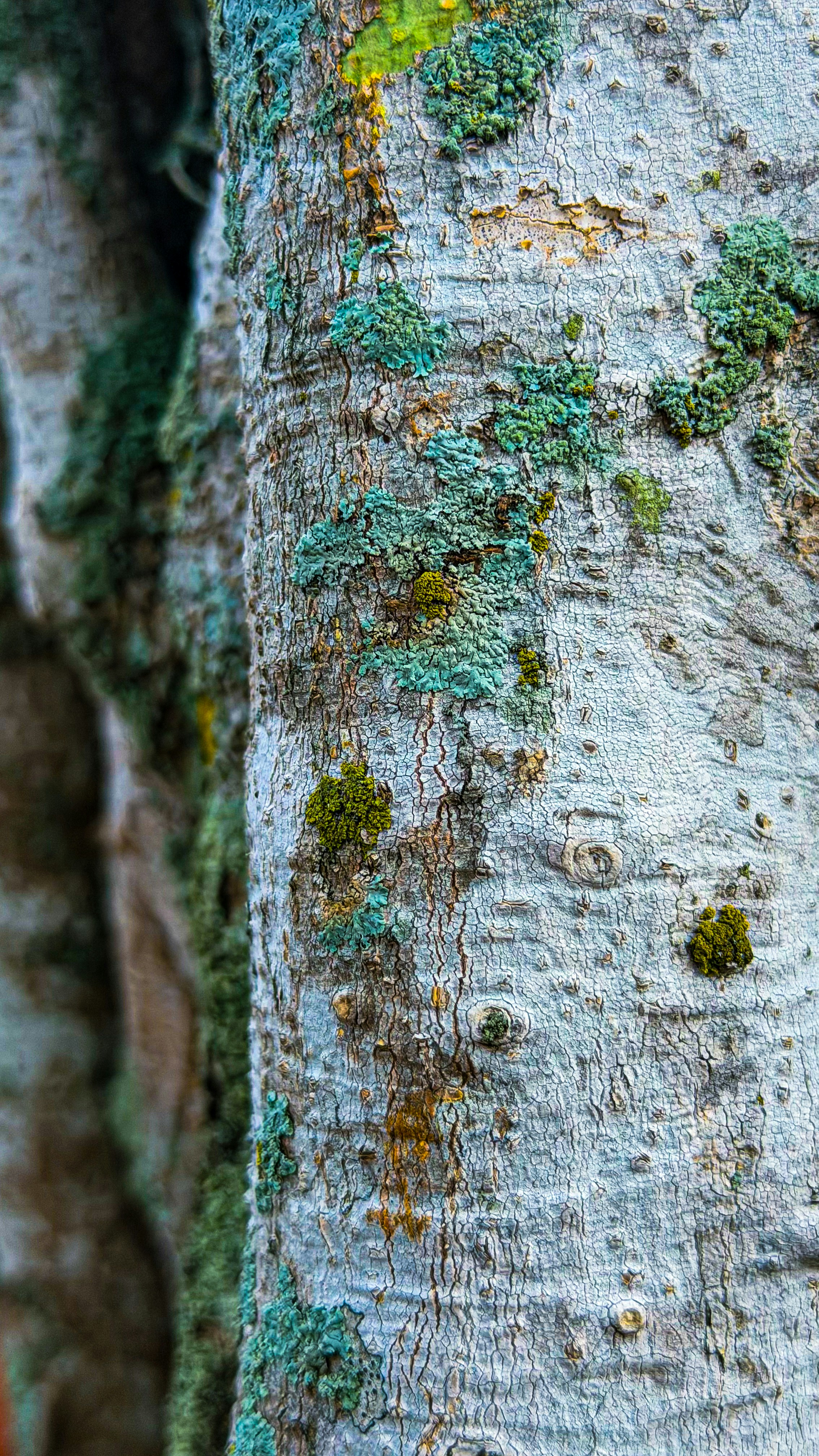 Lichen Mosaic on Weathered Bark: A Textured Portrait of a Tree Trunk