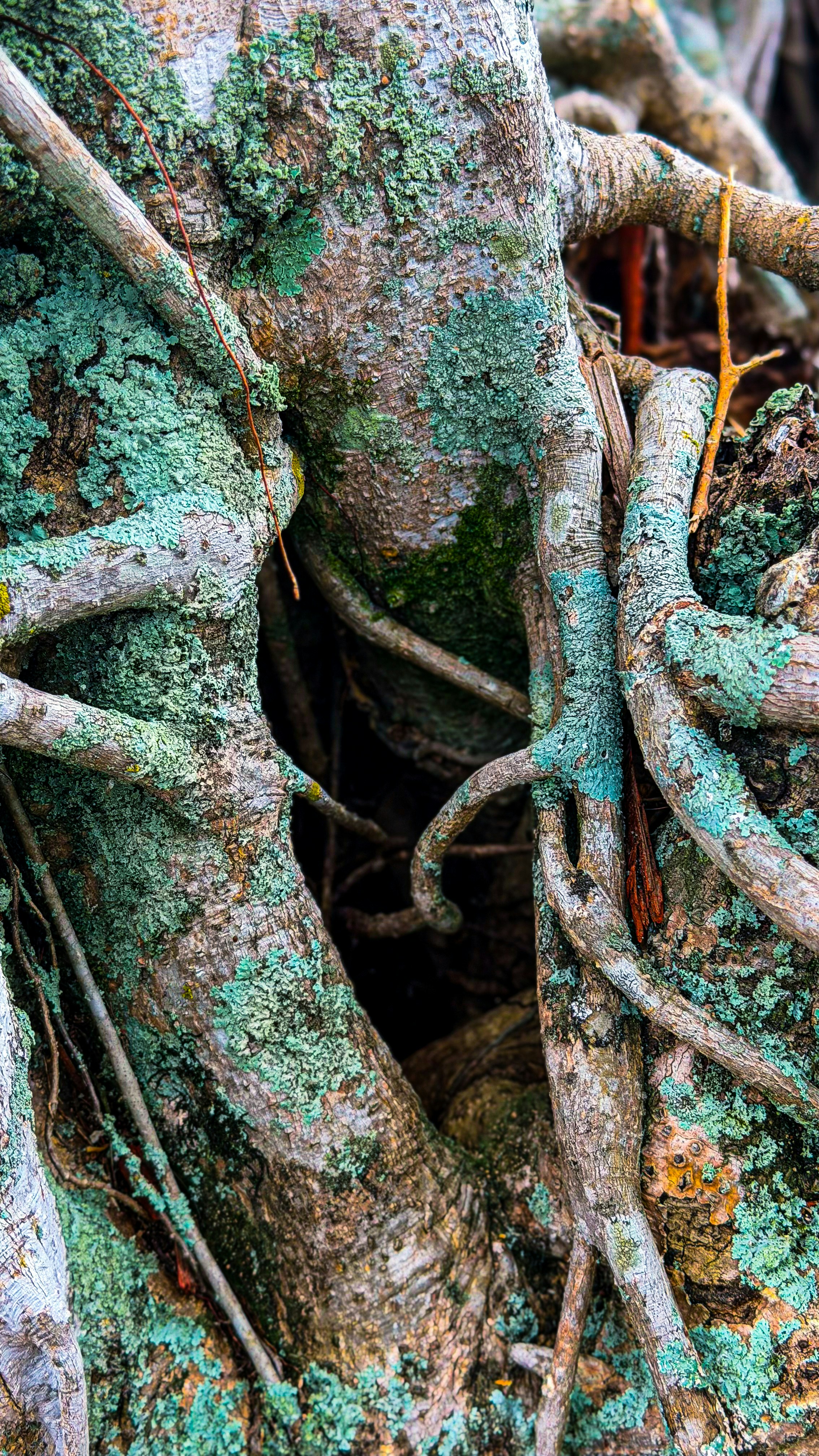 Tangled Roots and Lichen: A Forest Trunk's Quiet Drama