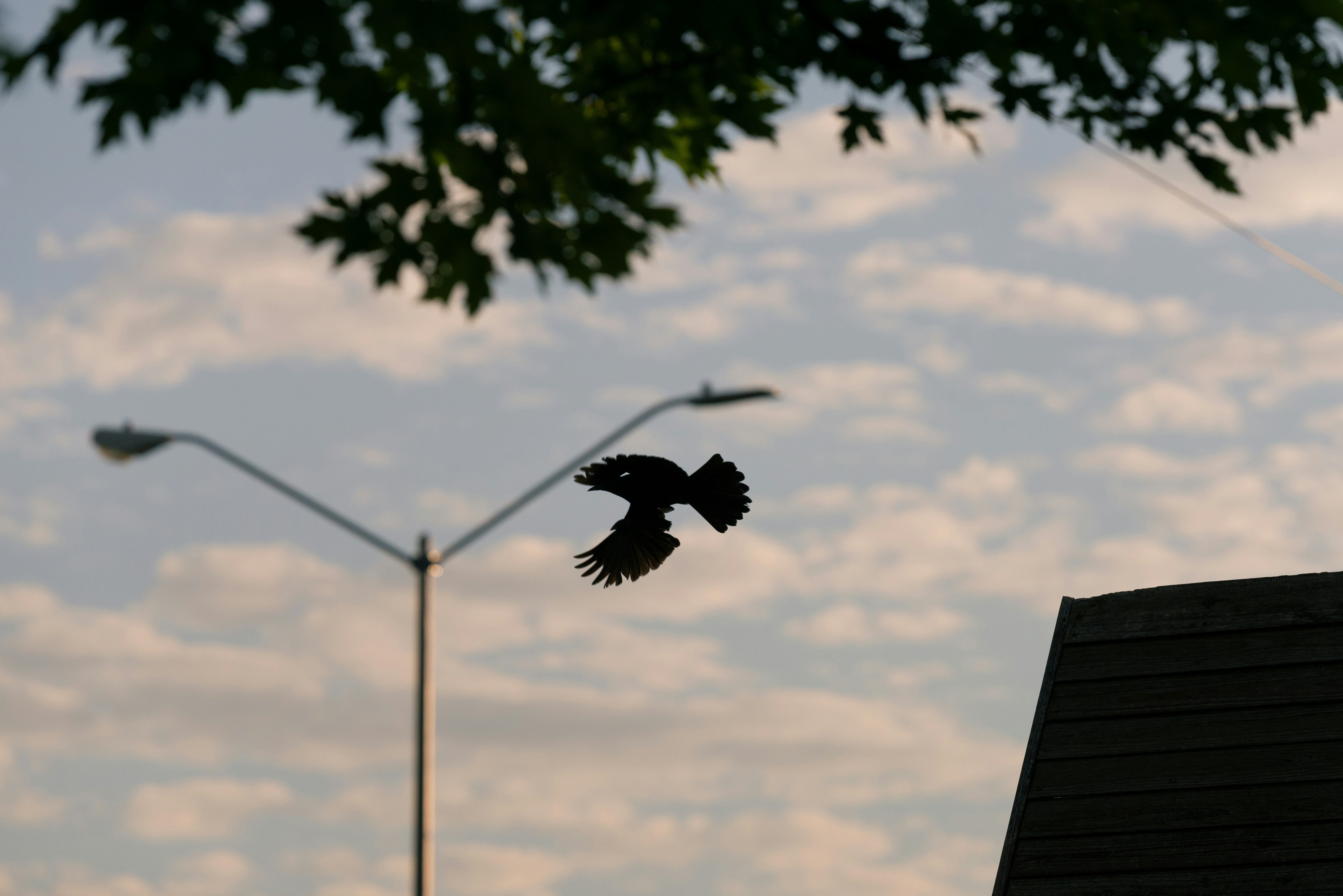 Midflight silhouette: a lone bird crossing a quiet urban sky