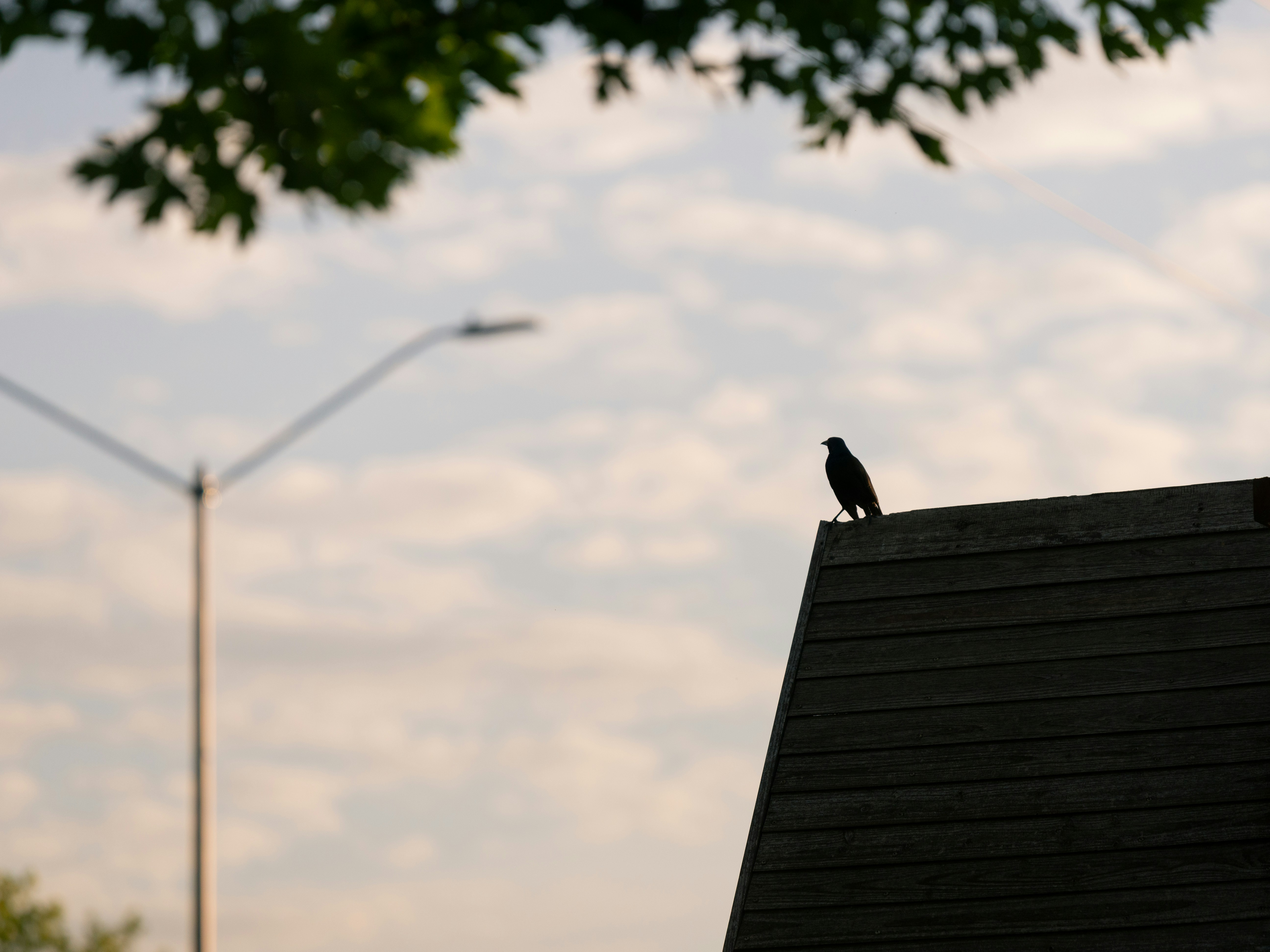 Silhouette on the Rooftop: A Lone Crow at Dusk
