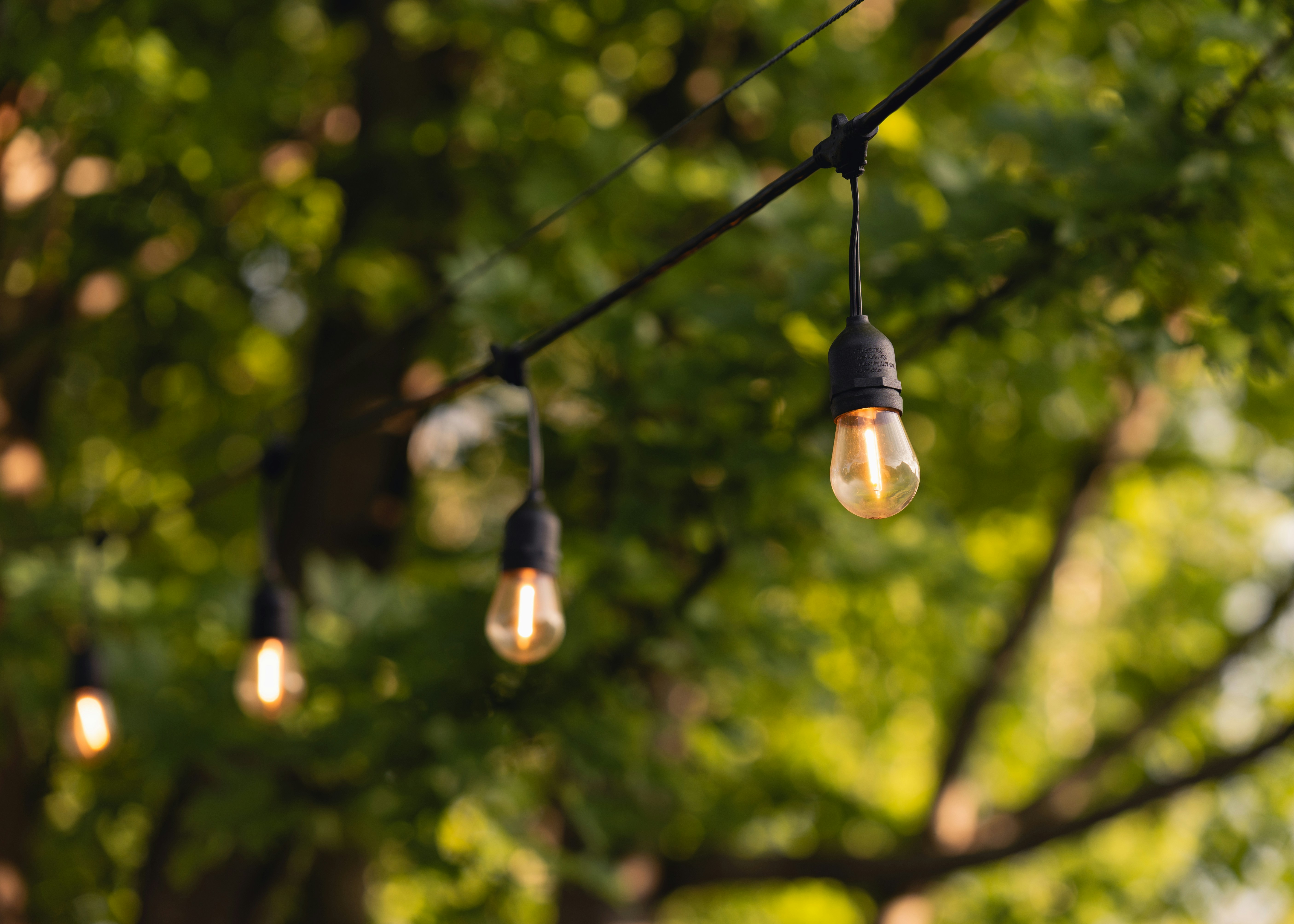 Warm Glow in the Green Canopy