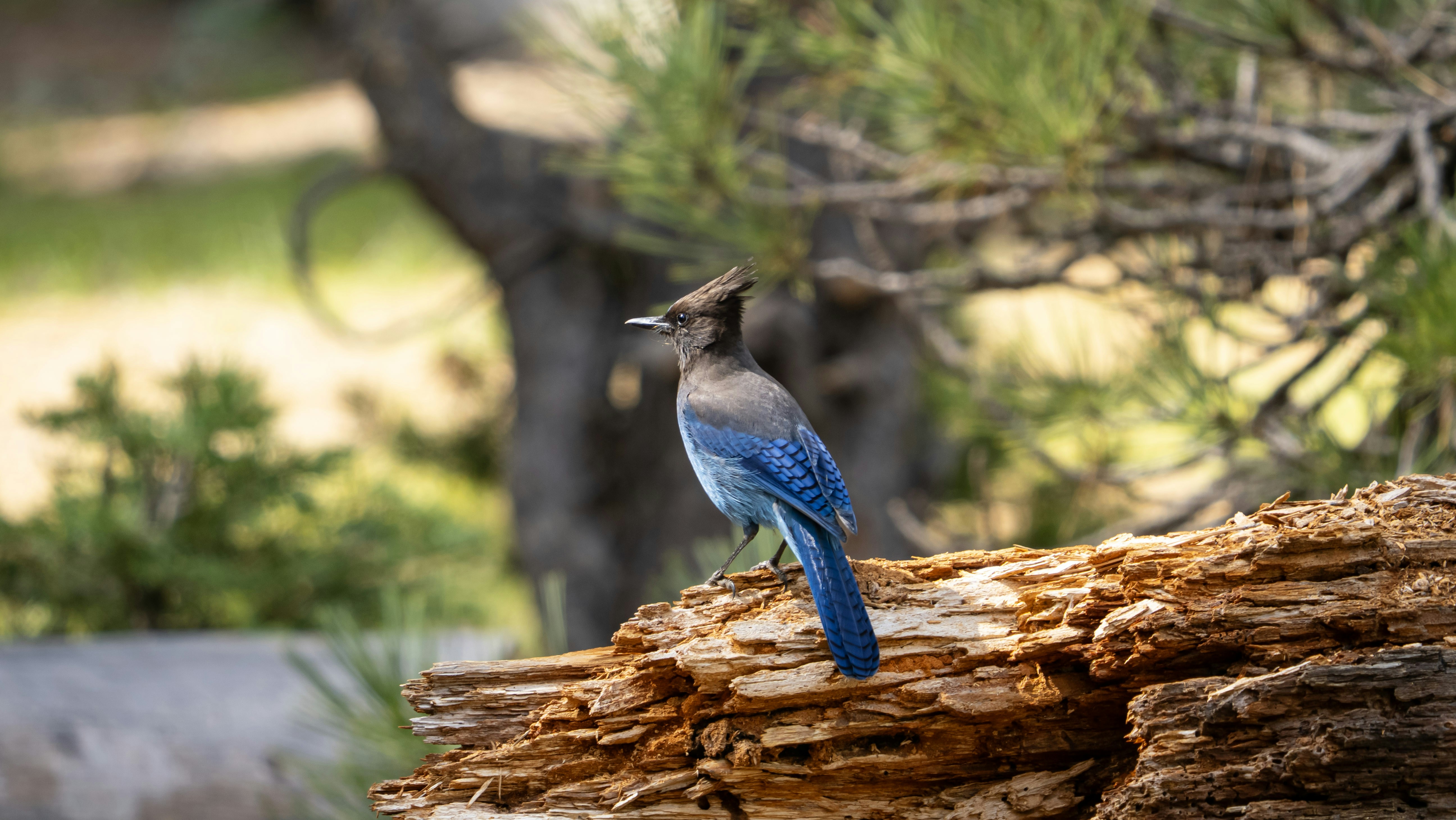 A blue steller's jay perches on a weathered log.