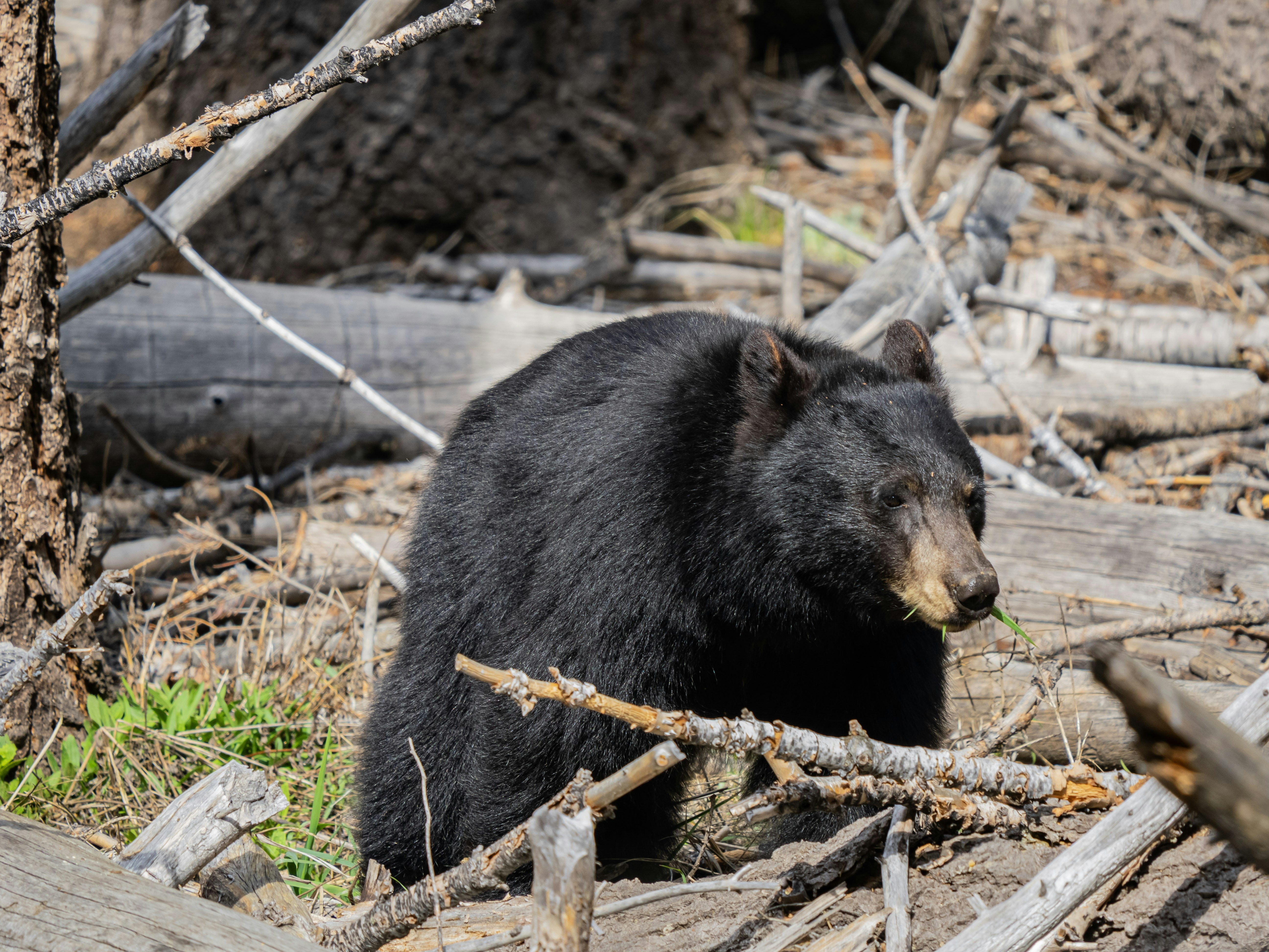 Black Bear in a Tangle of Driftwood