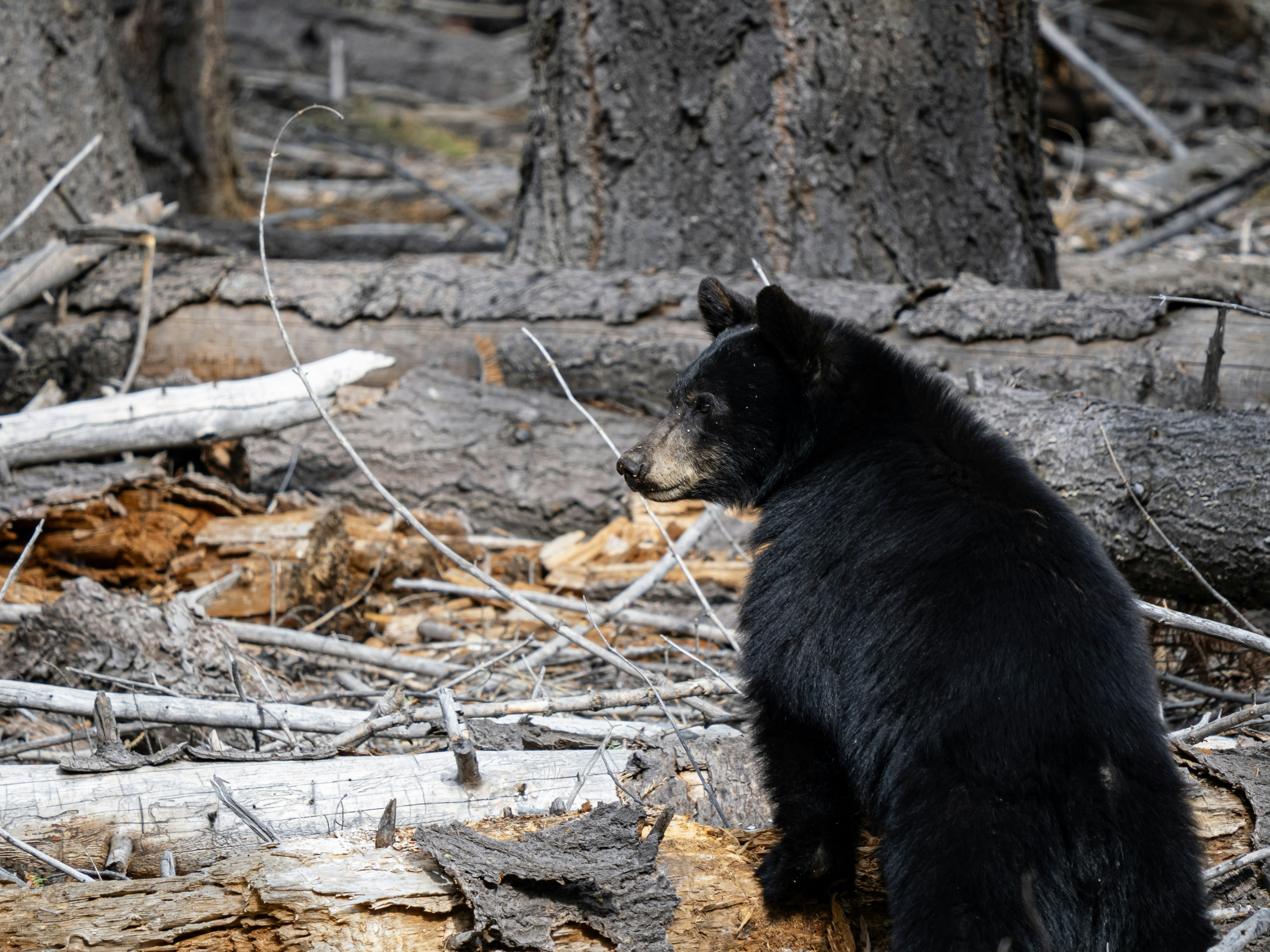 A black bear stands among fallen logs in a forest.