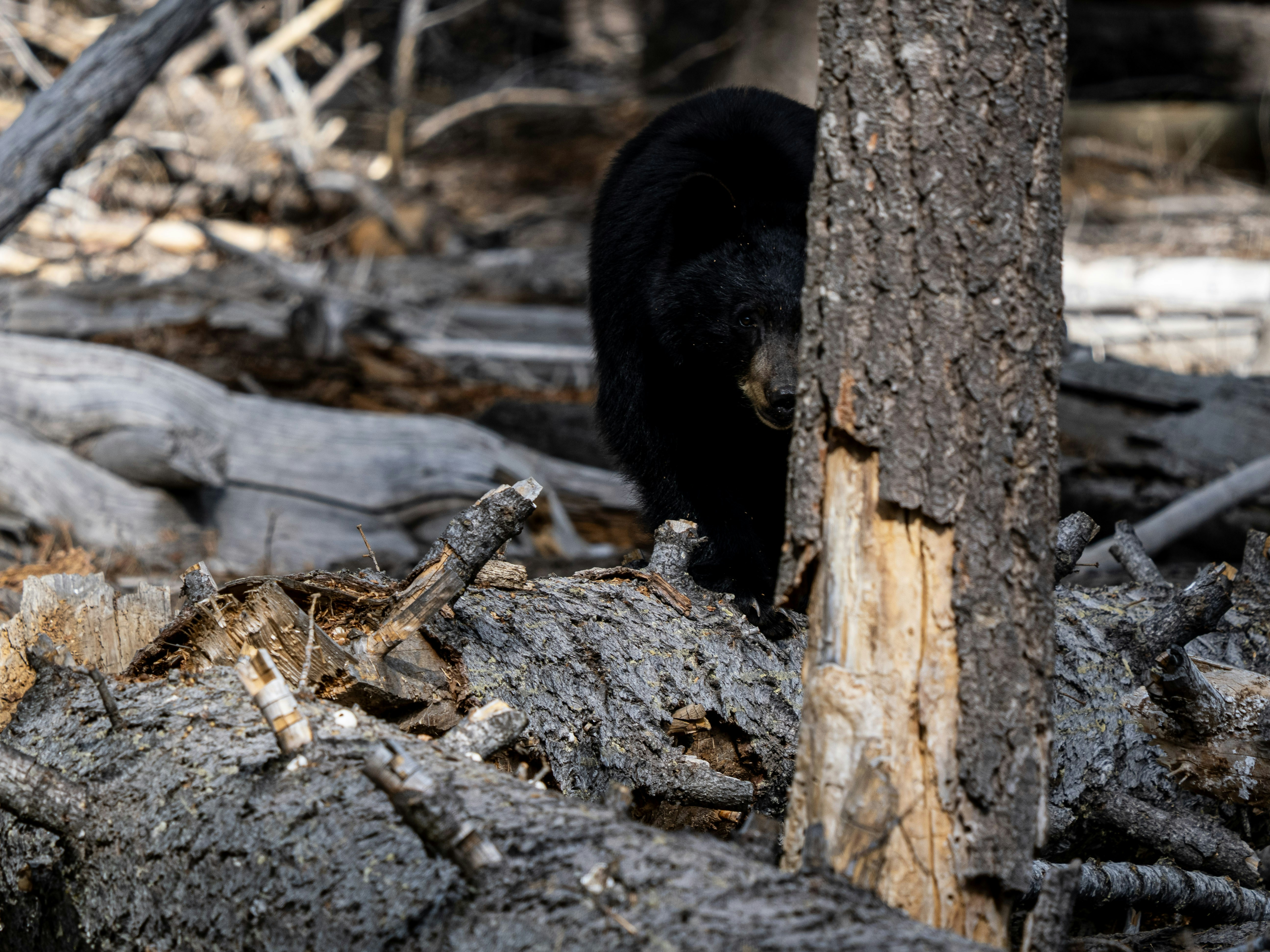 Dark Forest Ambler: A hidden black bear peers from behind a sunlit log